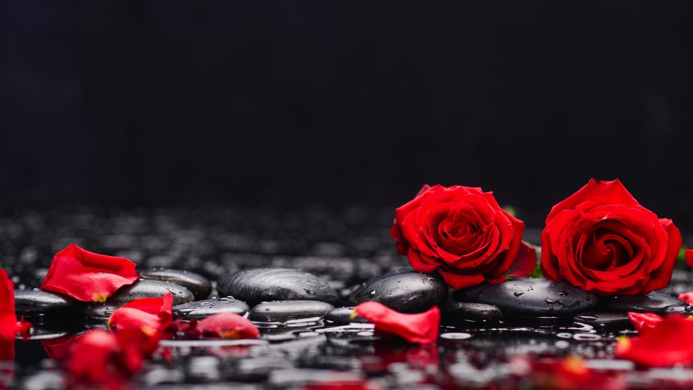 Red Roses Laptop Wallpapers - Top Free Red Roses Laptop Backgrounds ...