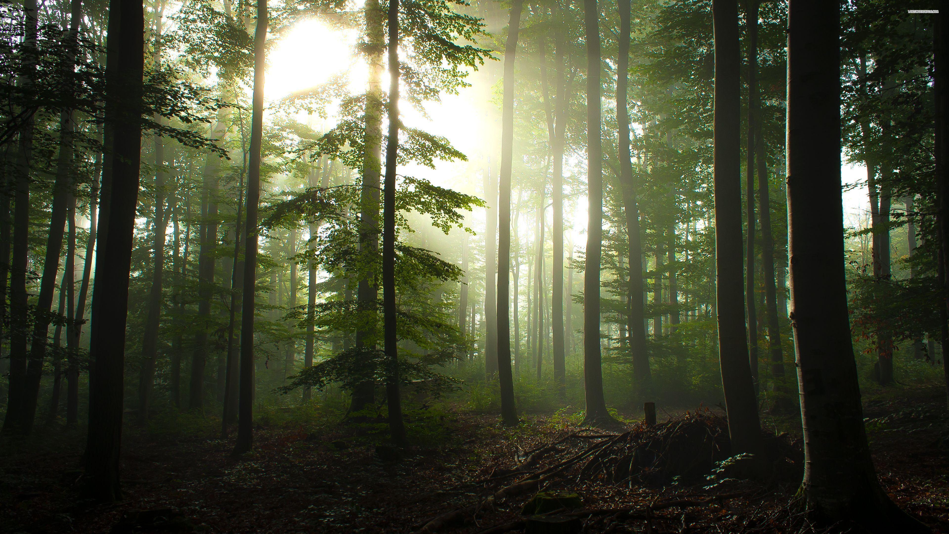 8K Ultra HD Forest Wallpapers - Top Free 8K Ultra HD Forest Backgrounds ...