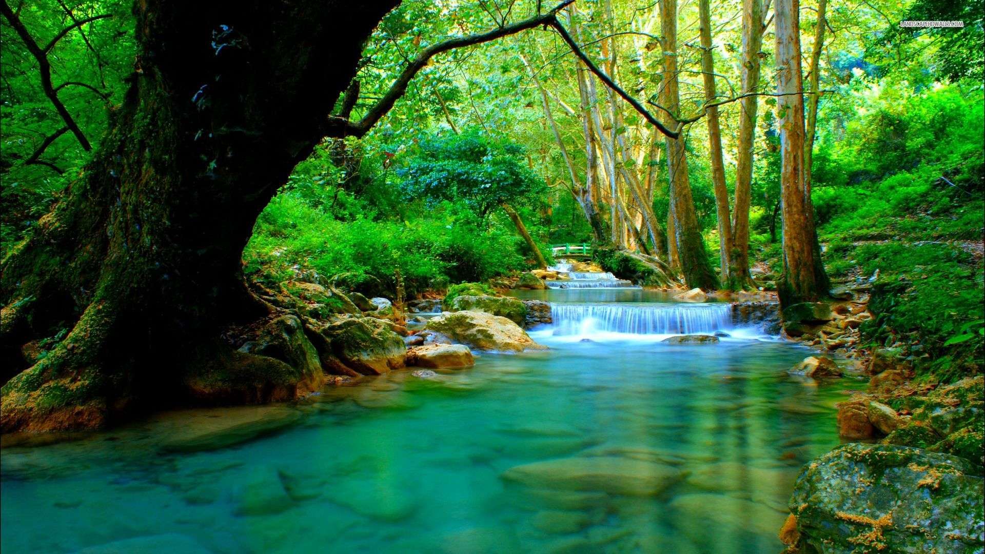 8K Ultra HD Forest Wallpapers - Top Free 8K Ultra HD Forest Backgrounds ...