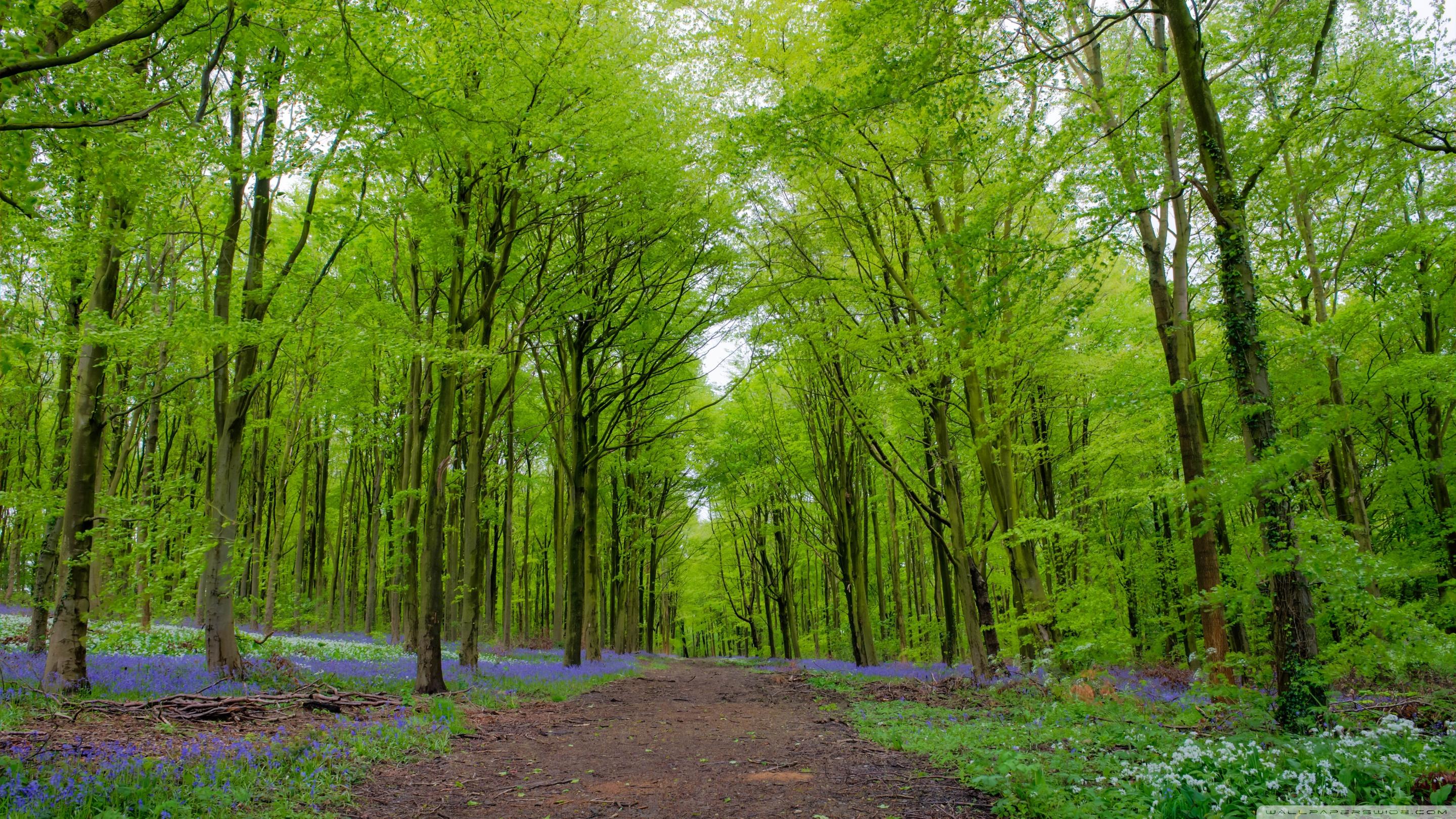 8K Ultra HD Forest Wallpapers - Top Free 8K Ultra HD Forest Backgrounds ...