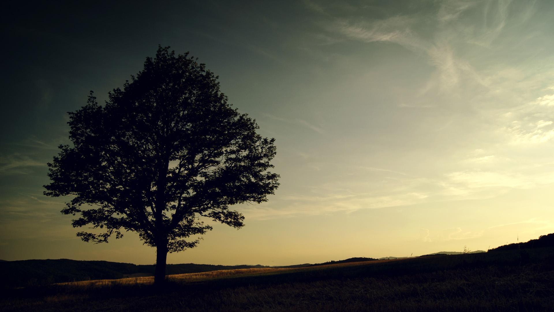 Alone Tree Wallpapers - Top Free Alone Tree Backgrounds - WallpaperAccess