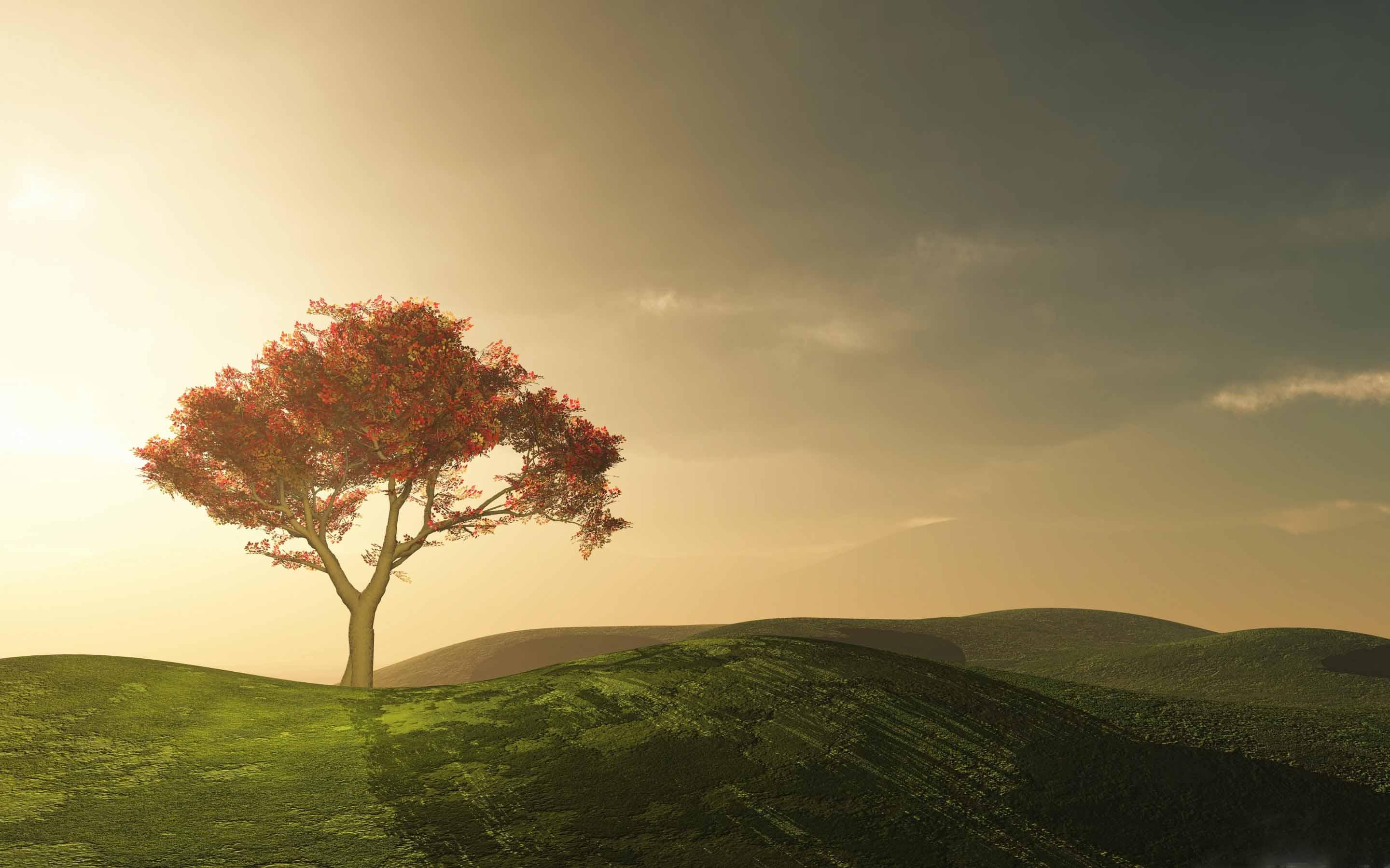 Alone Tree Wallpapers - Top Free Alone Tree Backgrounds - WallpaperAccess