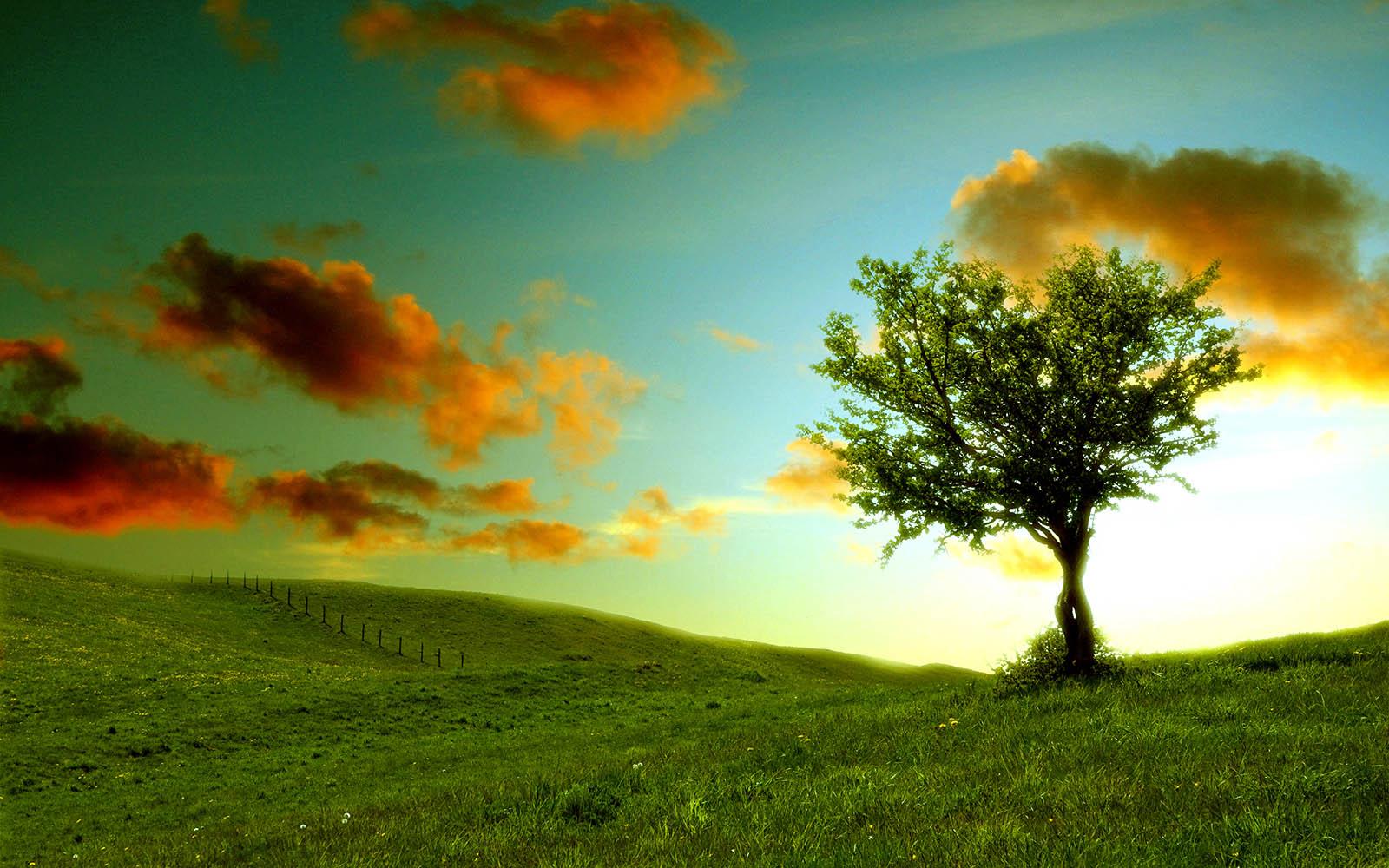 Alone Tree Wallpapers - Top Free Alone Tree Backgrounds - WallpaperAccess