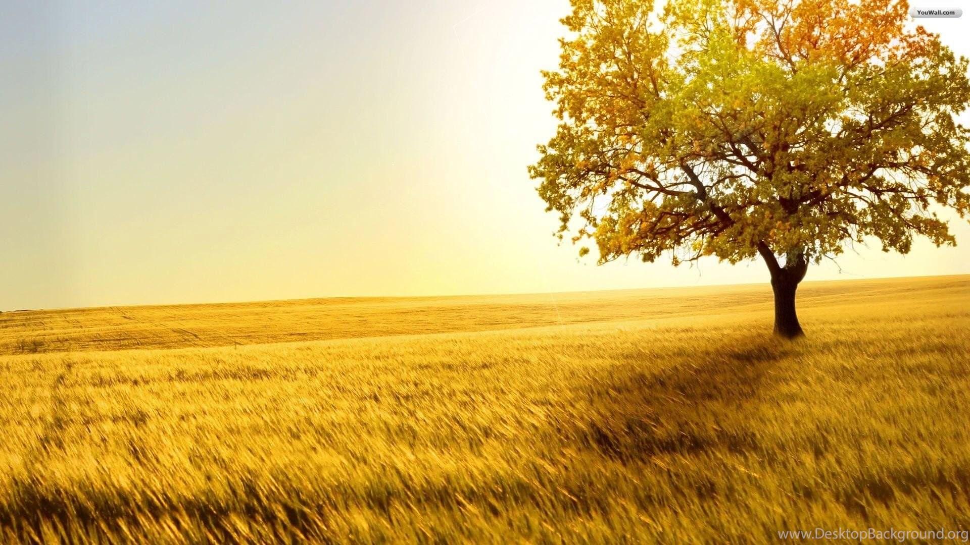 Alone Tree Wallpapers - Top Free Alone Tree Backgrounds - WallpaperAccess