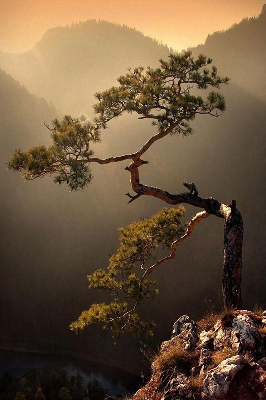 Alone Tree Wallpapers - Top Free Alone Tree Backgrounds - WallpaperAccess