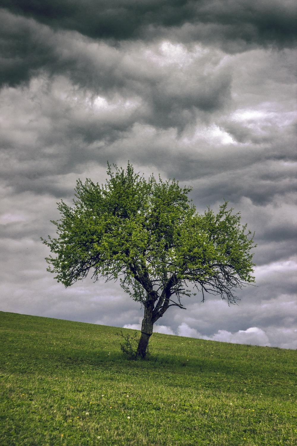Alone Tree Wallpapers - Top Free Alone Tree Backgrounds - WallpaperAccess