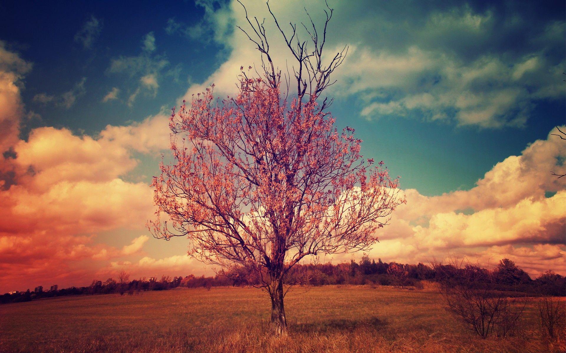 Alone Tree Wallpapers - Top Free Alone Tree Backgrounds - WallpaperAccess