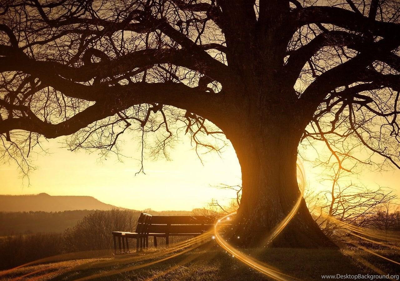 Alone Tree Wallpapers - Top Free Alone Tree Backgrounds - WallpaperAccess