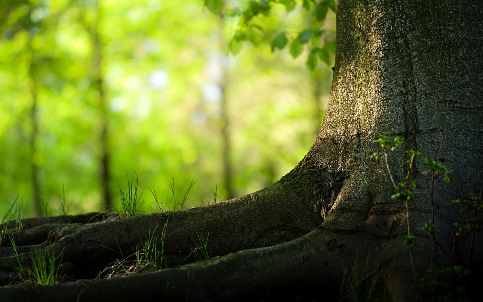 Tree Nature Wallpapers - Top Free Tree Nature Backgrounds - WallpaperAccess
