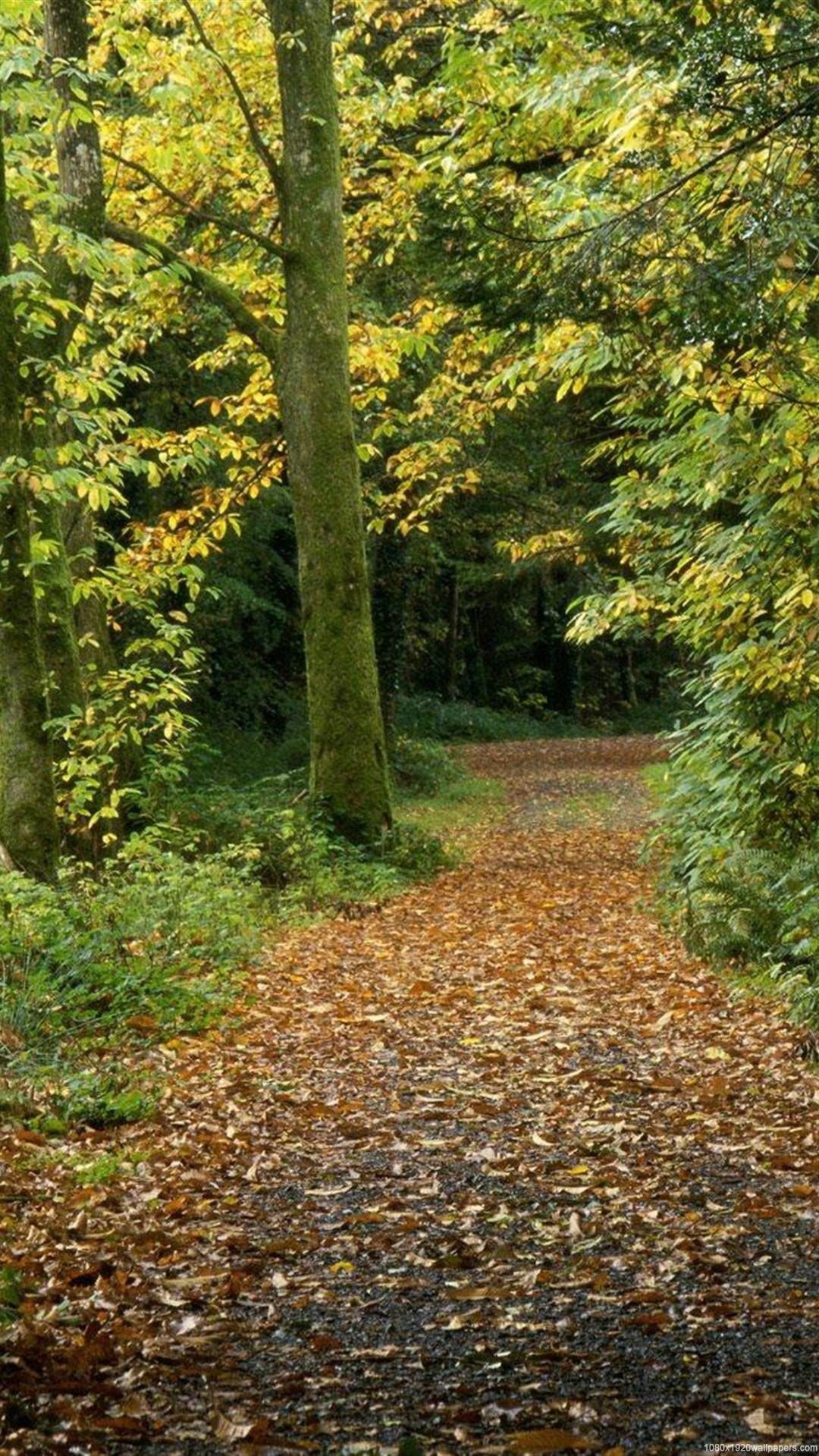 Tree Nature Wallpapers - Top Free Tree Nature Backgrounds - WallpaperAccess