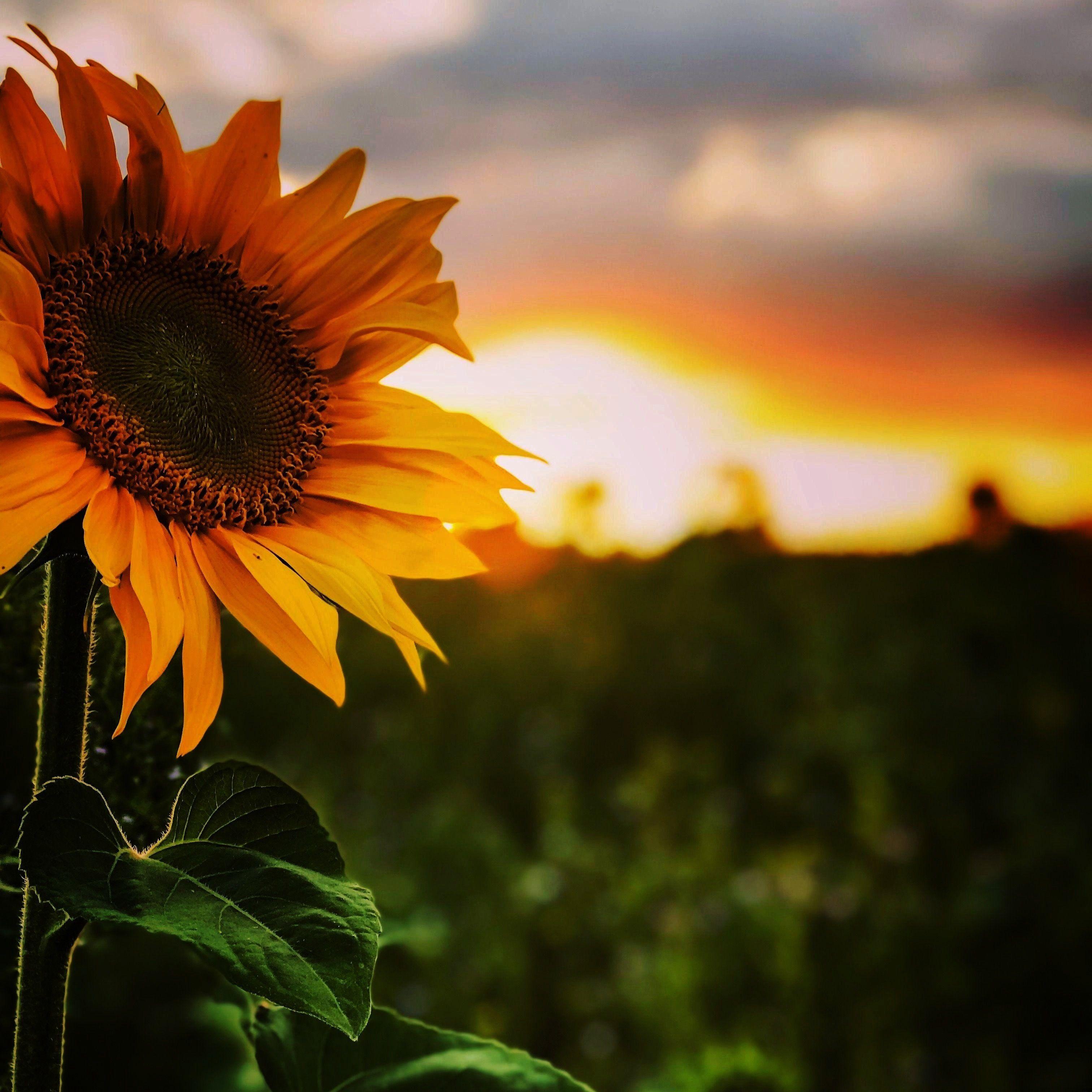 Lonely Sunflower Wallpapers - Top Free Lonely Sunflower Backgrounds ...