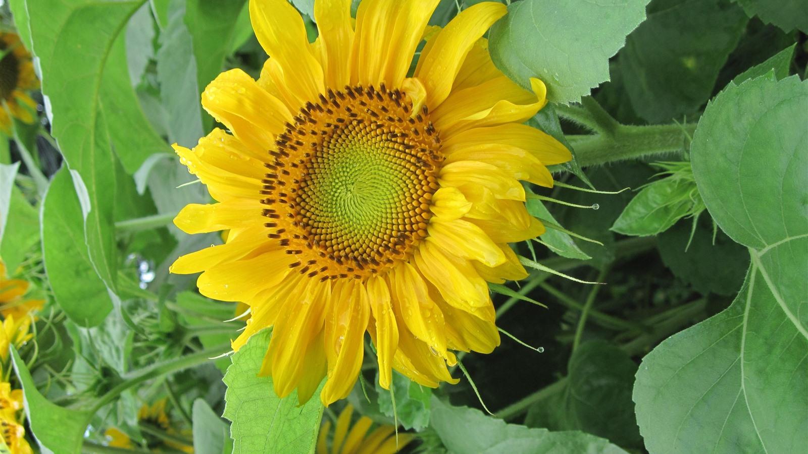 Lonely Sunflower Wallpapers - Top Free Lonely Sunflower Backgrounds ...