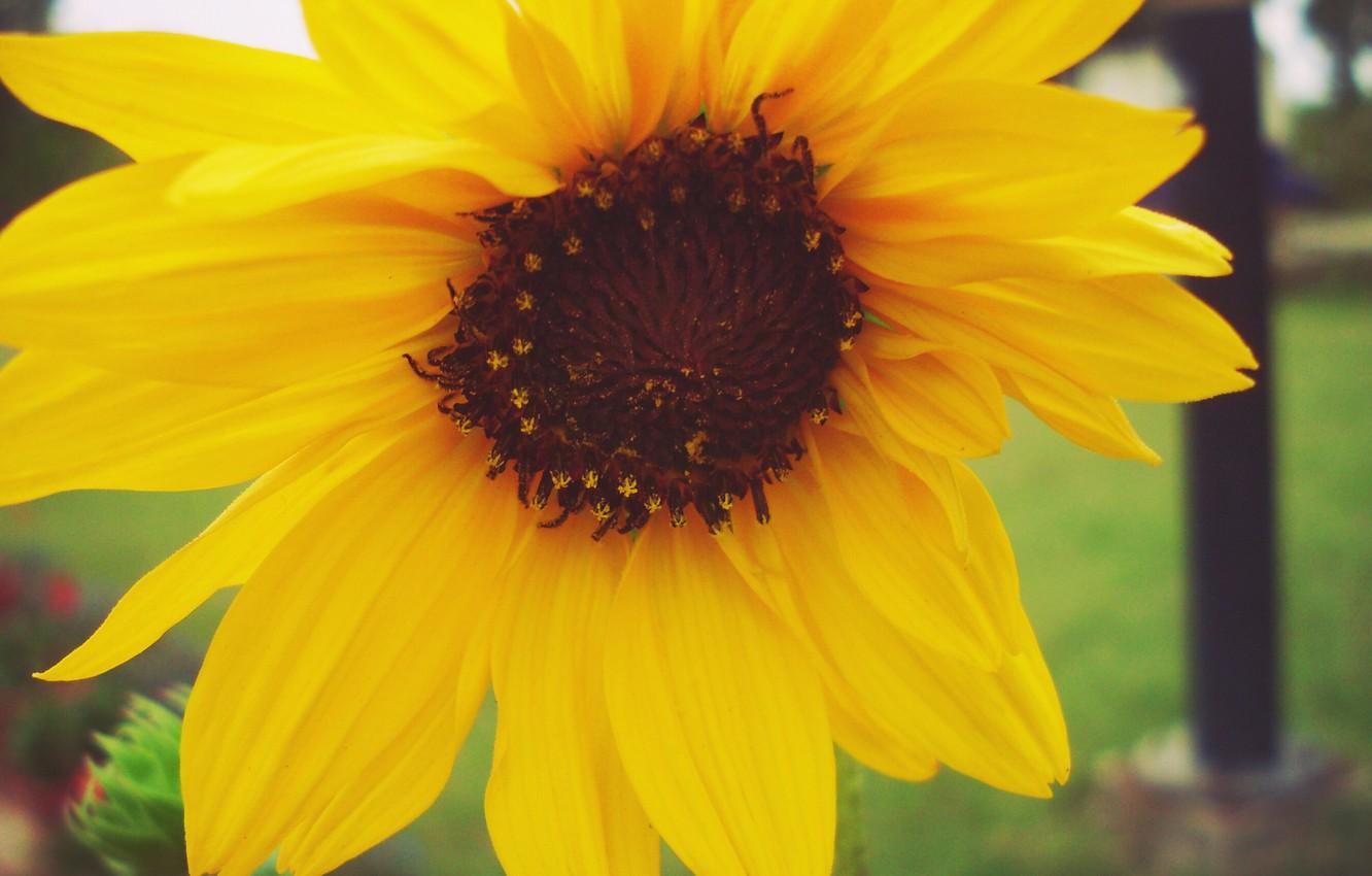 Lonely Sunflower Wallpapers - Top Free Lonely Sunflower Backgrounds ...