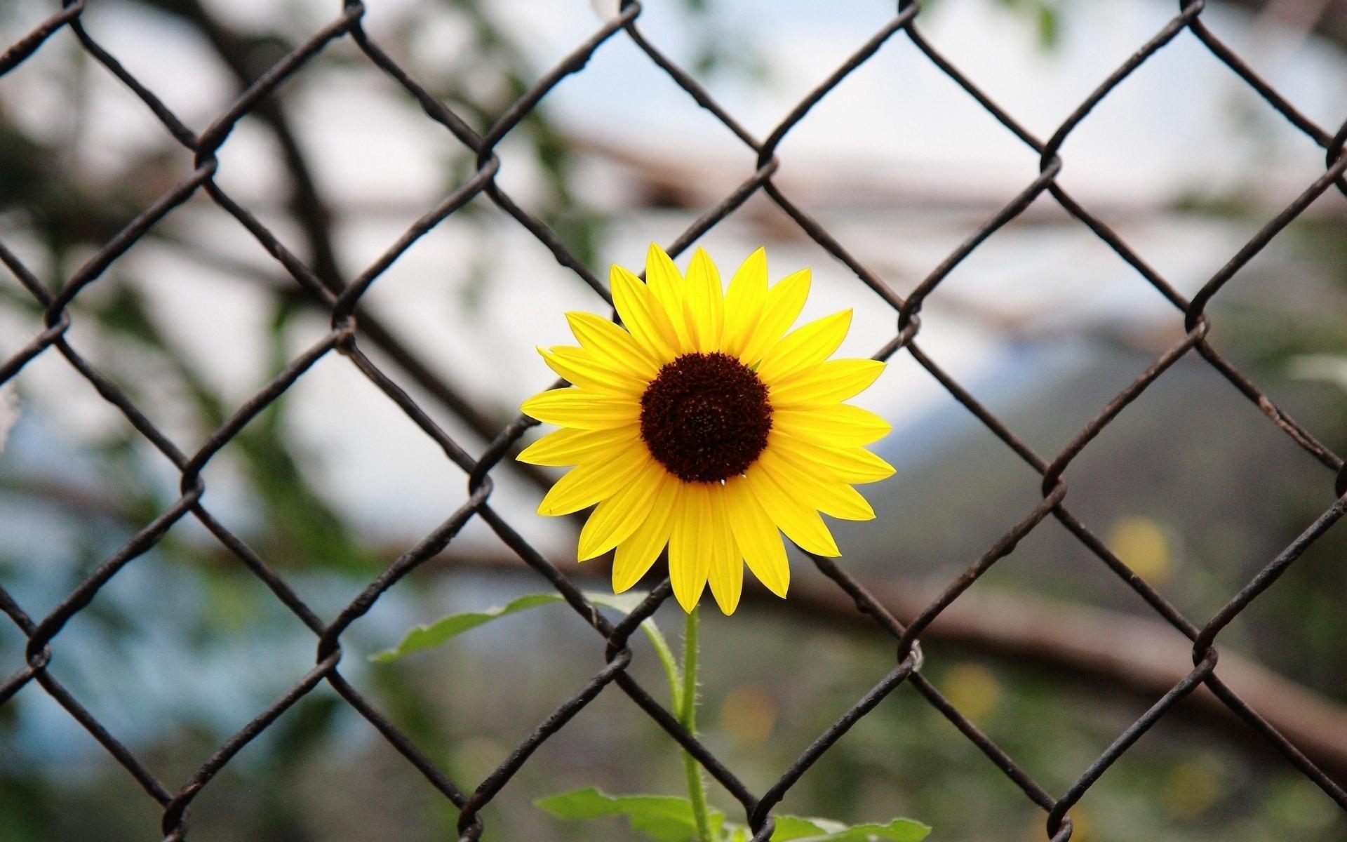 Lonely Sunflower Wallpapers - Top Free Lonely Sunflower Backgrounds ...
