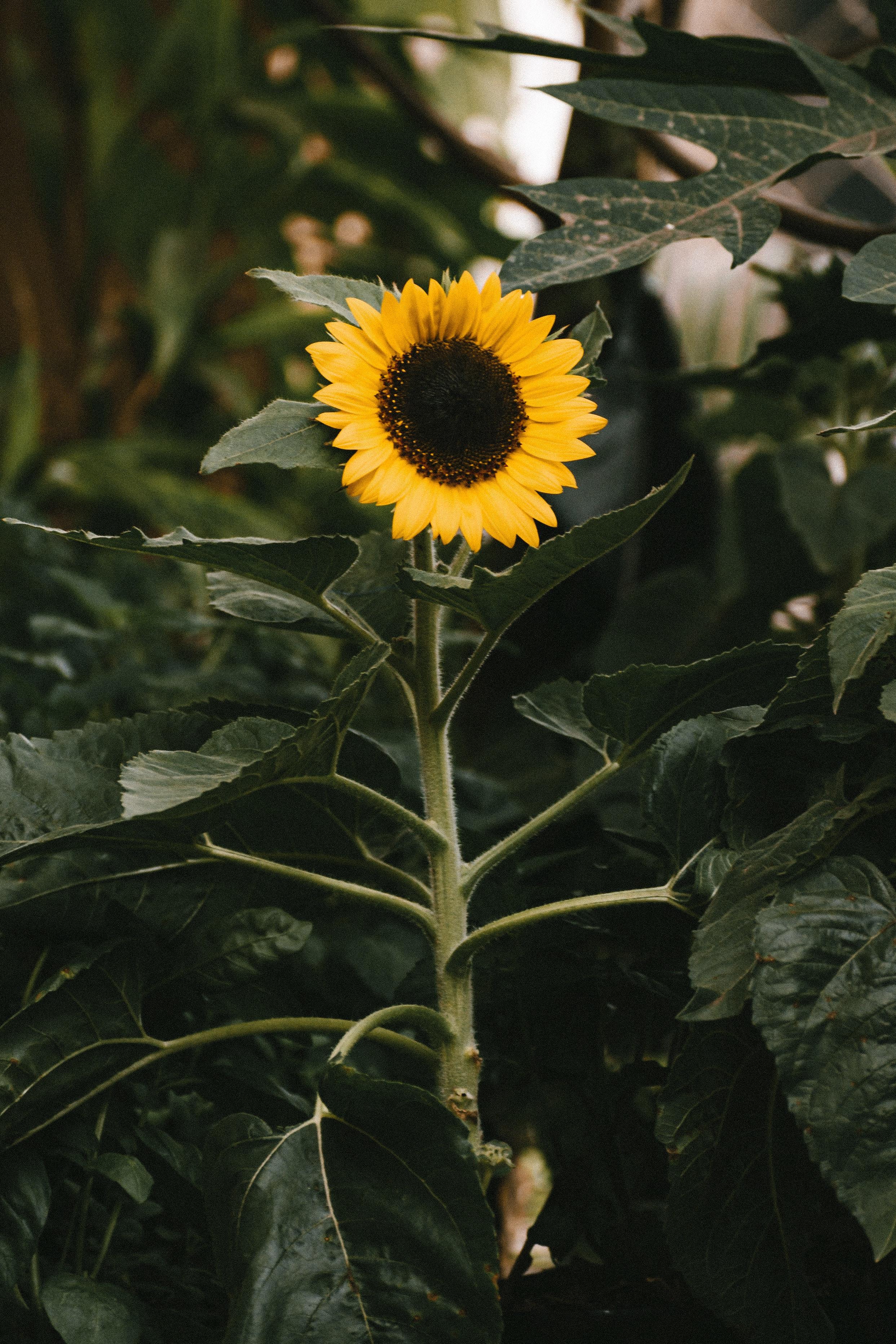 Lonely Sunflower Wallpapers - Top Free Lonely Sunflower Backgrounds ...