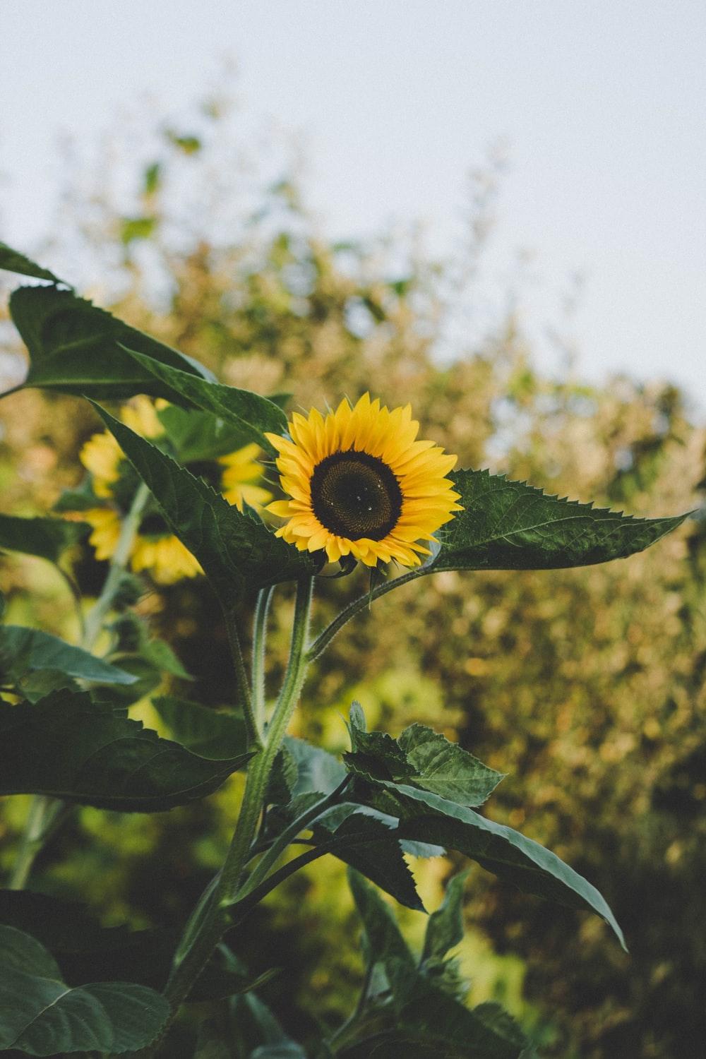 Lonely Sunflower Wallpapers - Top Free Lonely Sunflower Backgrounds ...