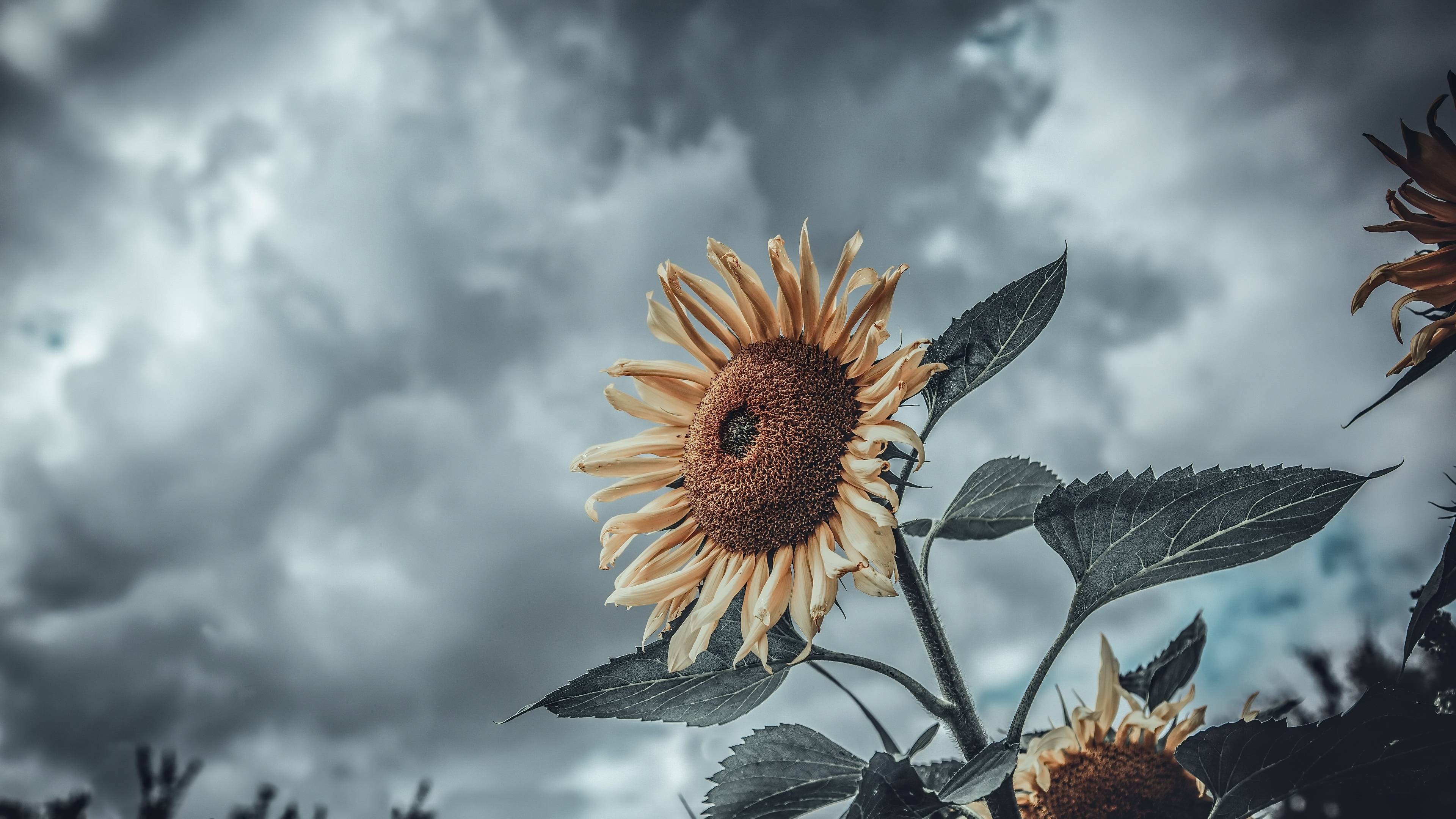 Lonely Sunflower Wallpapers - Top Free Lonely Sunflower Backgrounds ...