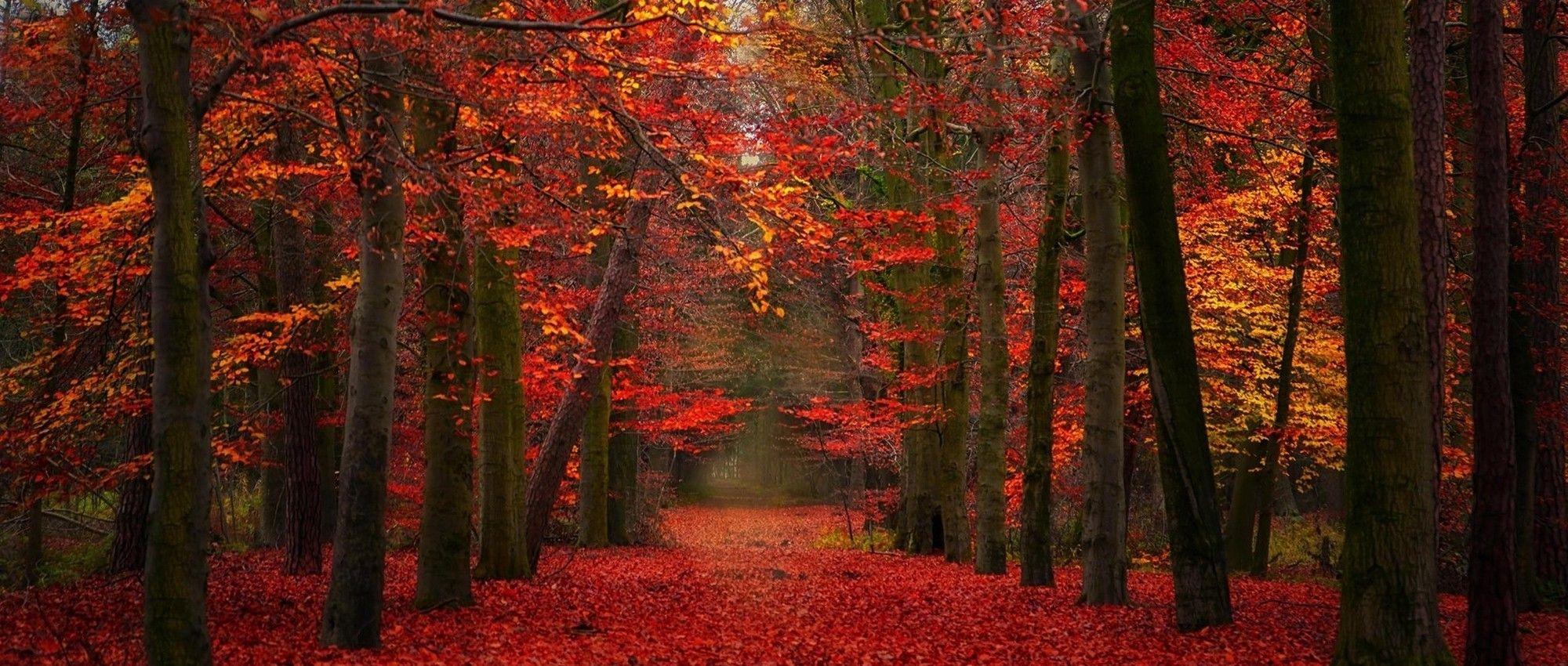 Autumn Fairy Wallpapers - Top Free Autumn Fairy Backgrounds ...