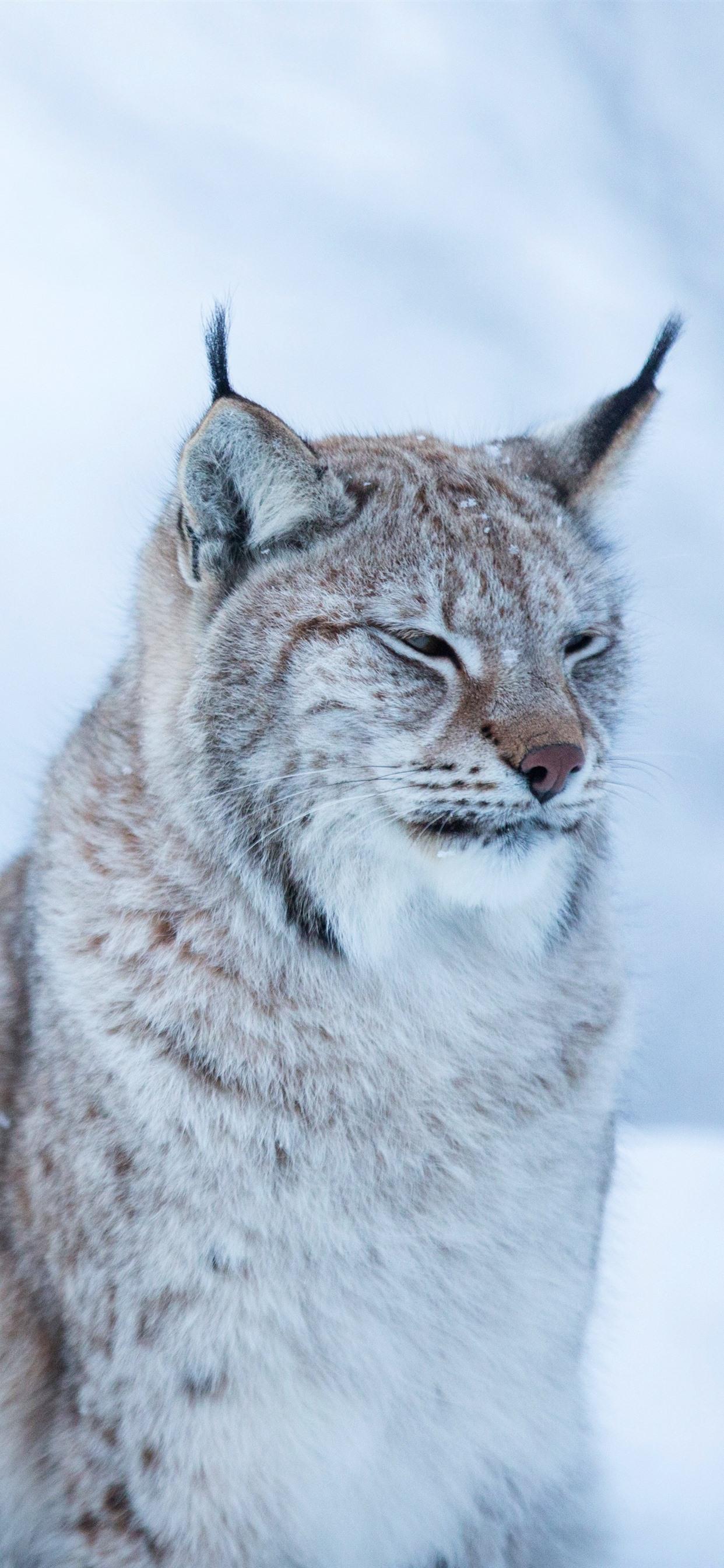 Lynx iPhone Wallpapers - Top Free Lynx iPhone Backgrounds - WallpaperAccess