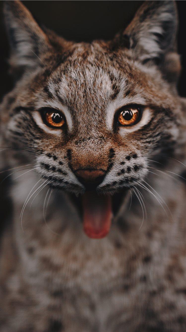Lynx iPhone Wallpapers - Top Free Lynx iPhone Backgrounds - WallpaperAccess