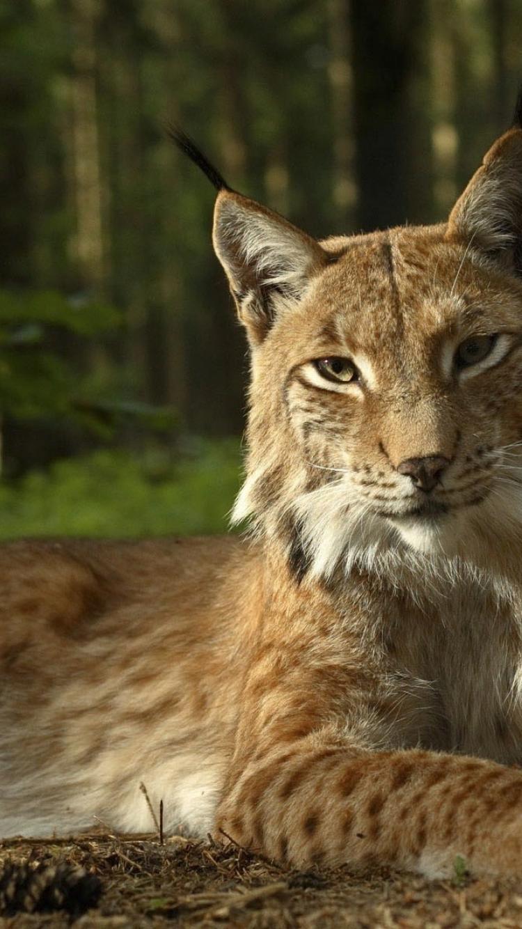 Lynx iPhone Wallpapers - Top Free Lynx iPhone Backgrounds - WallpaperAccess