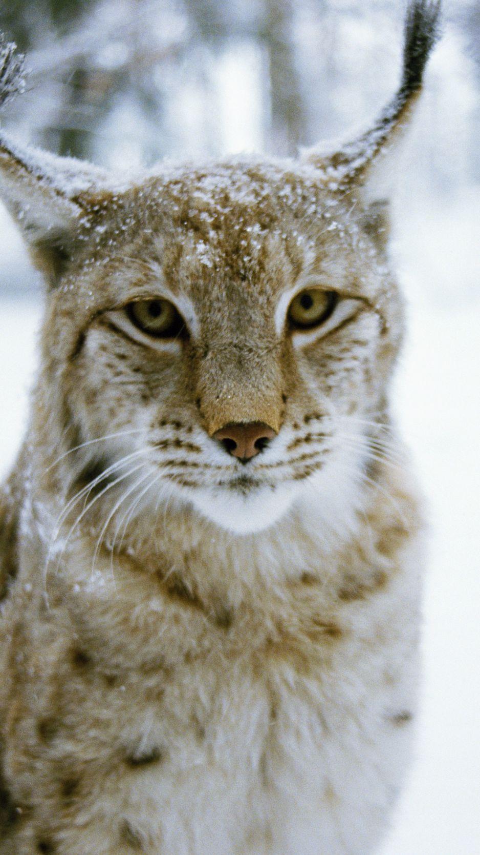 Lynx iPhone Wallpapers - Top Free Lynx iPhone Backgrounds - WallpaperAccess
