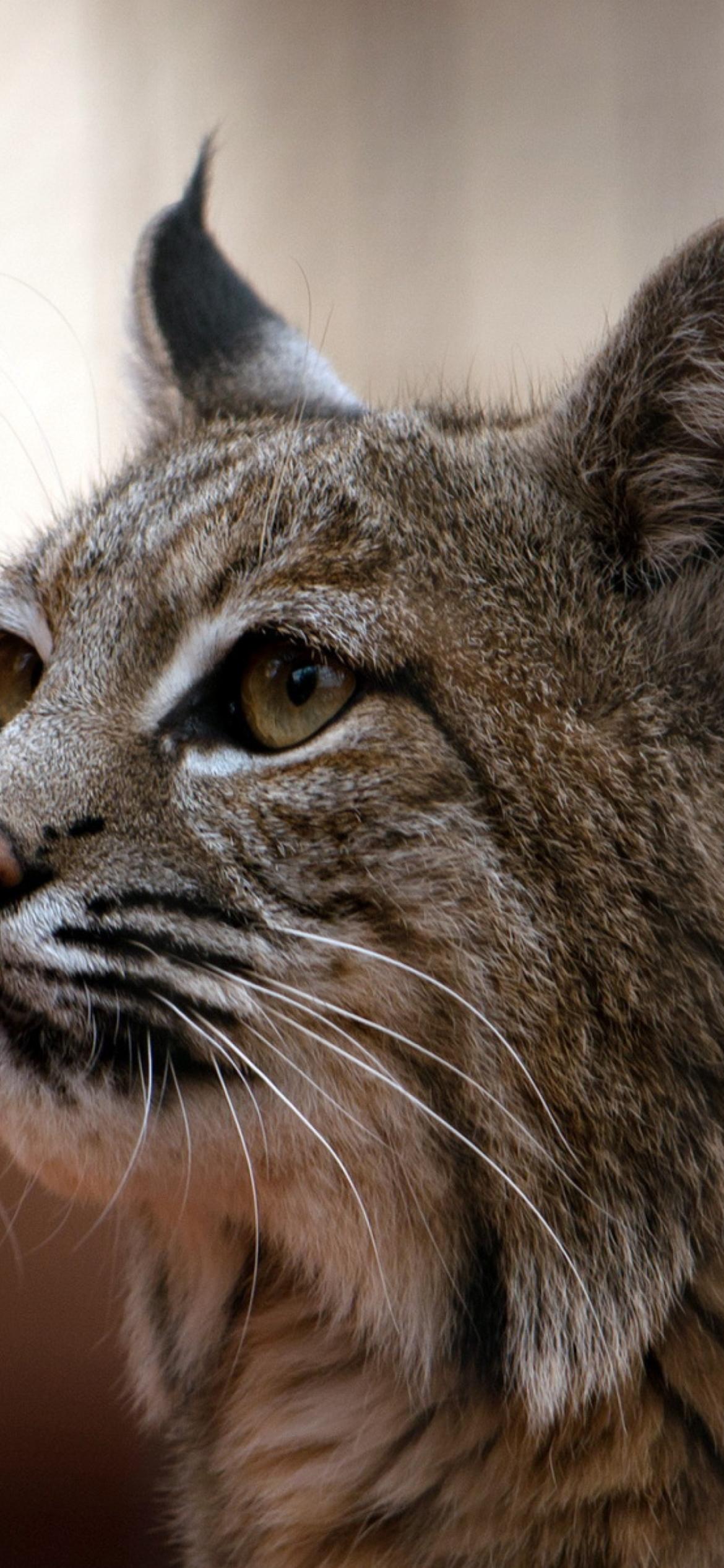 Lynx iPhone Wallpapers - Top Free Lynx iPhone Backgrounds - WallpaperAccess