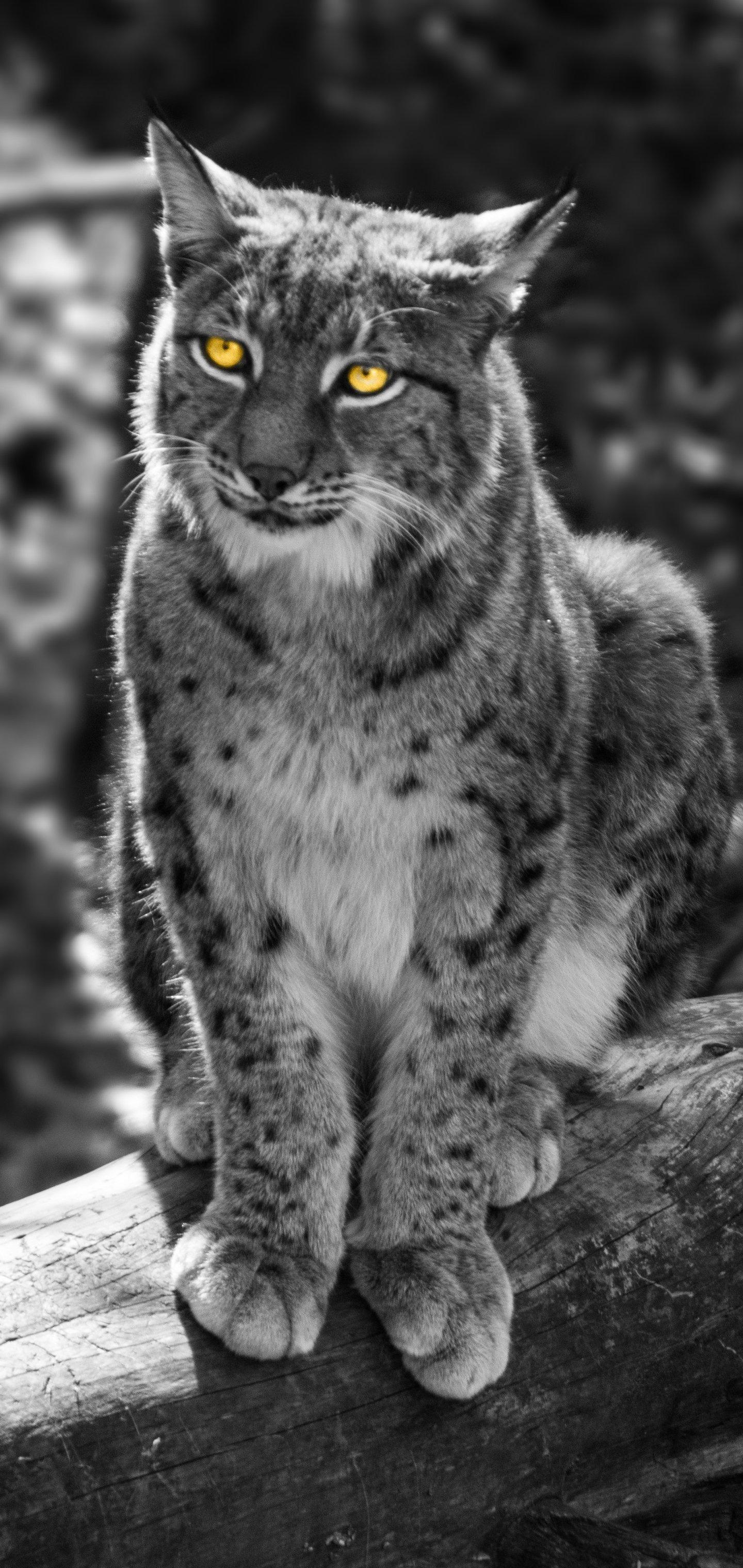Lynx iPhone Wallpapers - Top Free Lynx iPhone Backgrounds - WallpaperAccess
