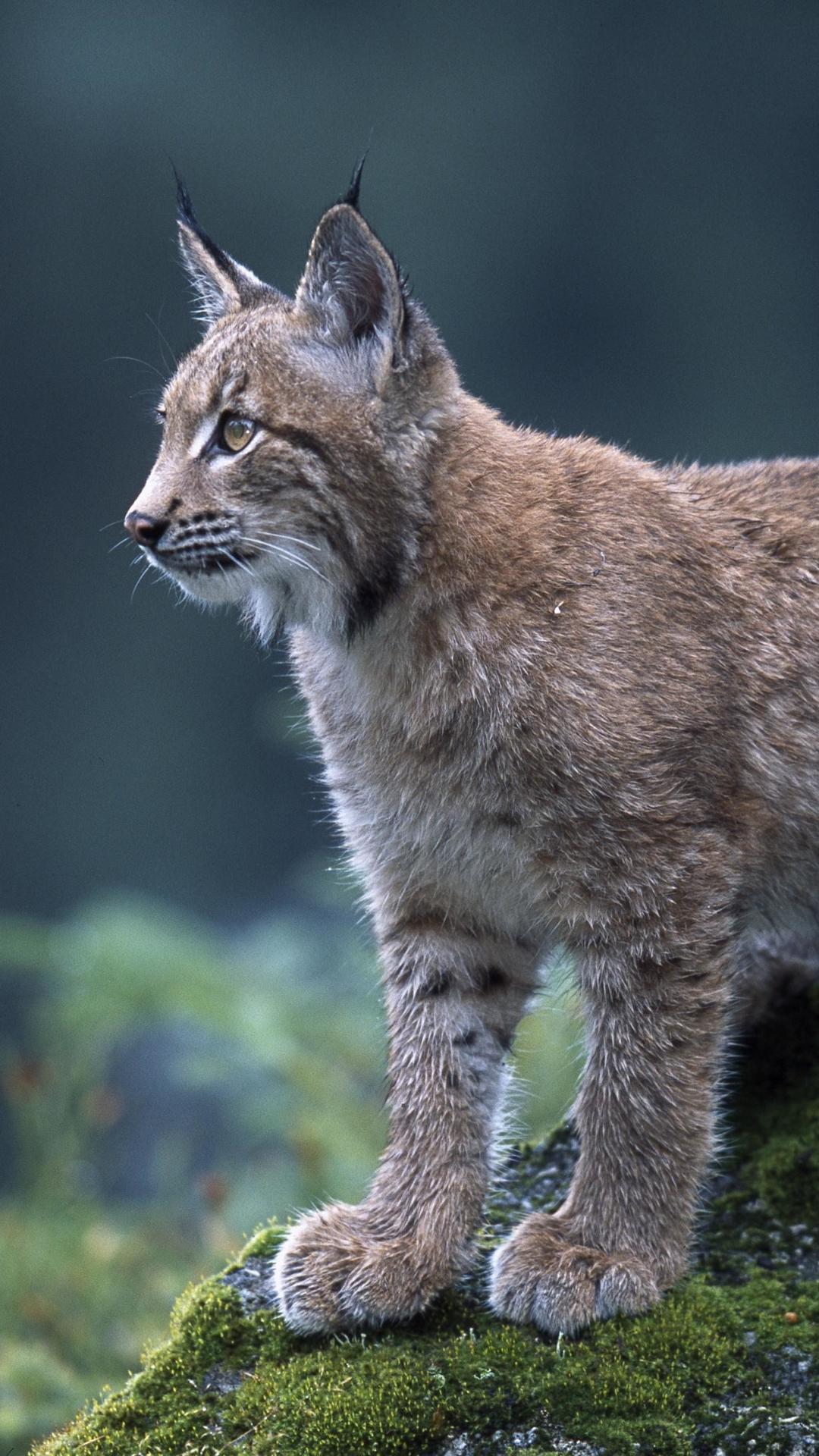 Lynx iPhone Wallpapers - Top Free Lynx iPhone Backgrounds - WallpaperAccess