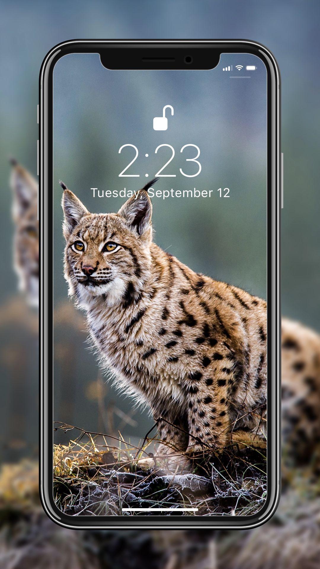 Lynx iPhone Wallpapers - Top Free Lynx iPhone Backgrounds - WallpaperAccess
