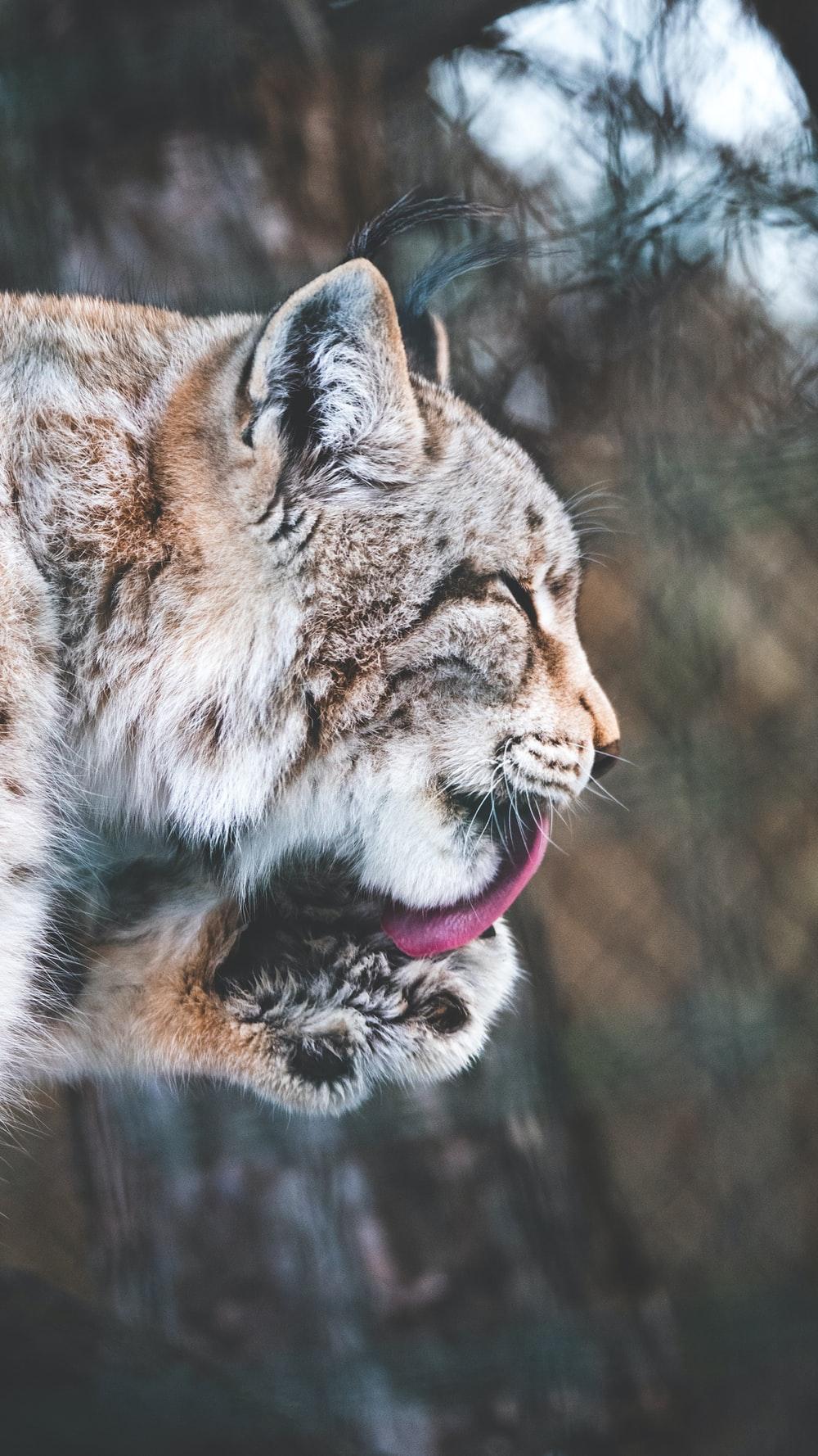 Lynx iPhone Wallpapers - Top Free Lynx iPhone Backgrounds - WallpaperAccess