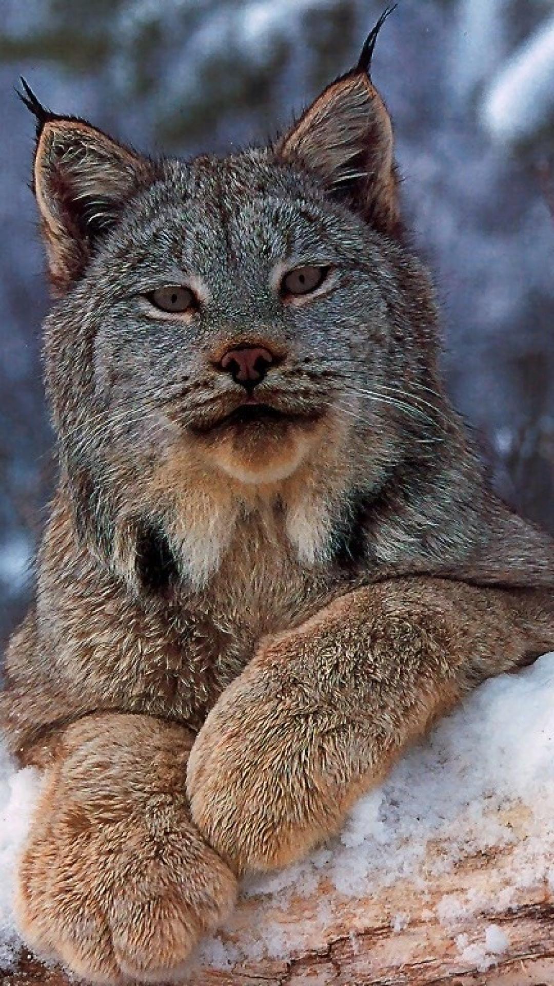 Lynx iPhone Wallpapers - Top Free Lynx iPhone Backgrounds - WallpaperAccess