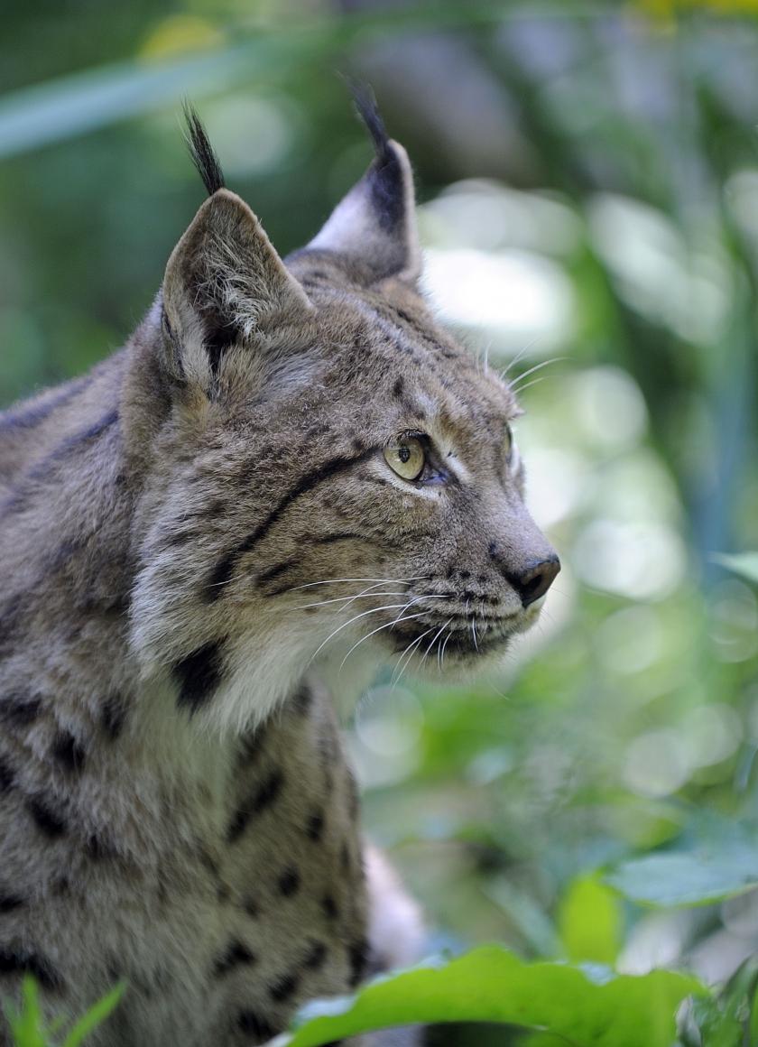 Lynx iPhone Wallpapers - Top Free Lynx iPhone Backgrounds - WallpaperAccess