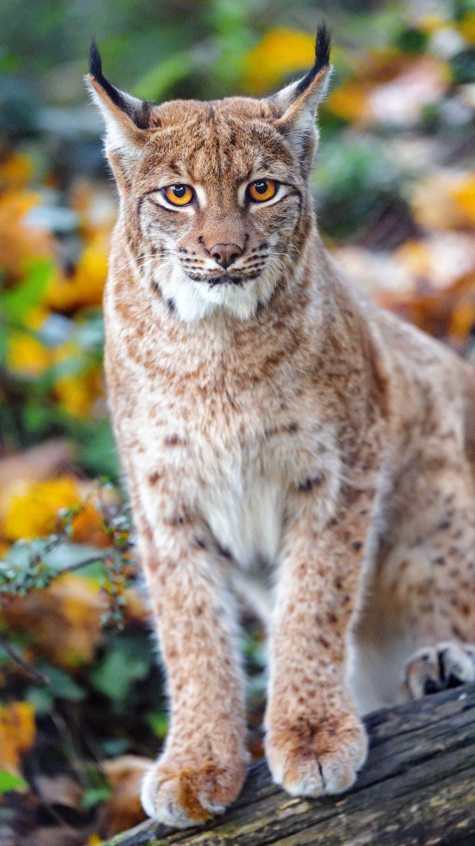 Lynx iPhone Wallpapers - Top Free Lynx iPhone Backgrounds - WallpaperAccess