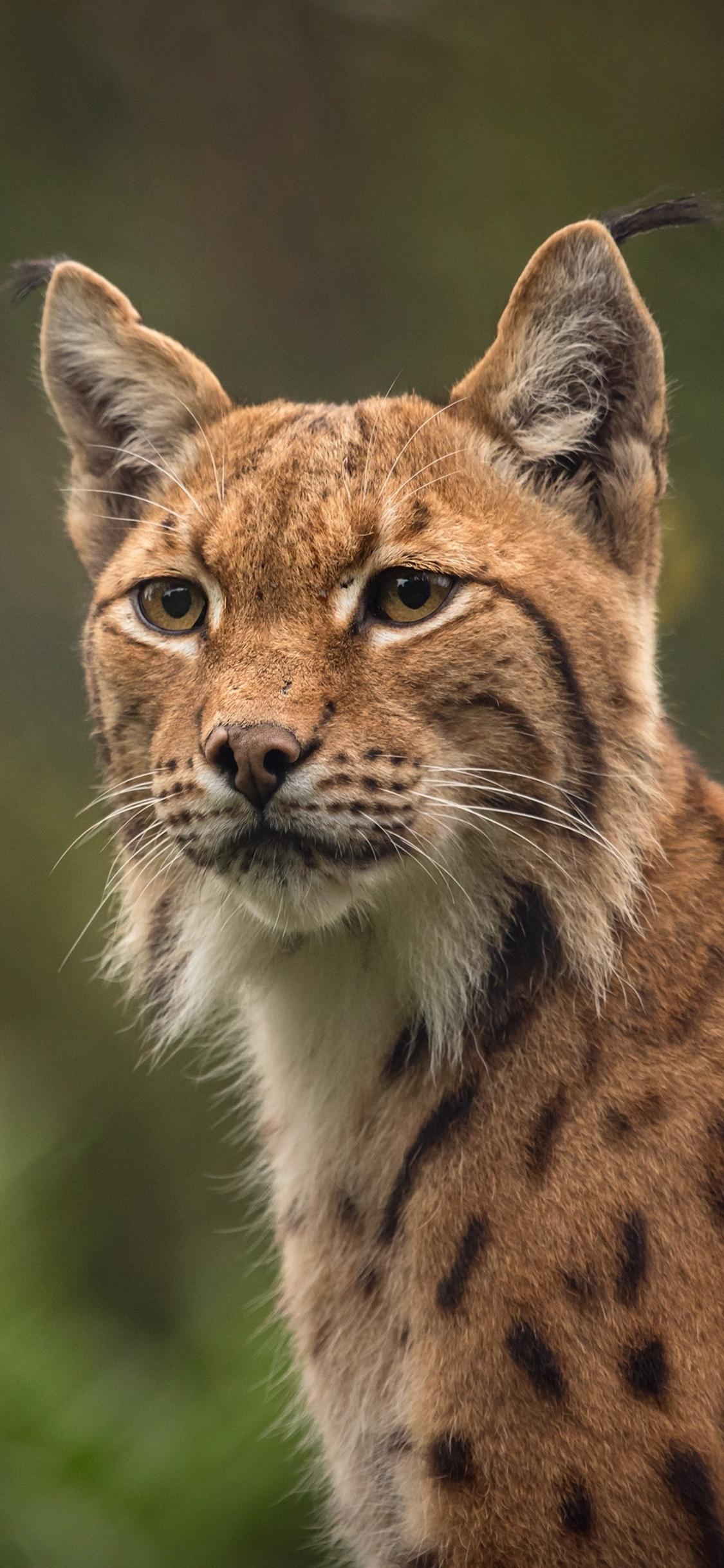 Lynx iPhone Wallpapers - Top Free Lynx iPhone Backgrounds - WallpaperAccess