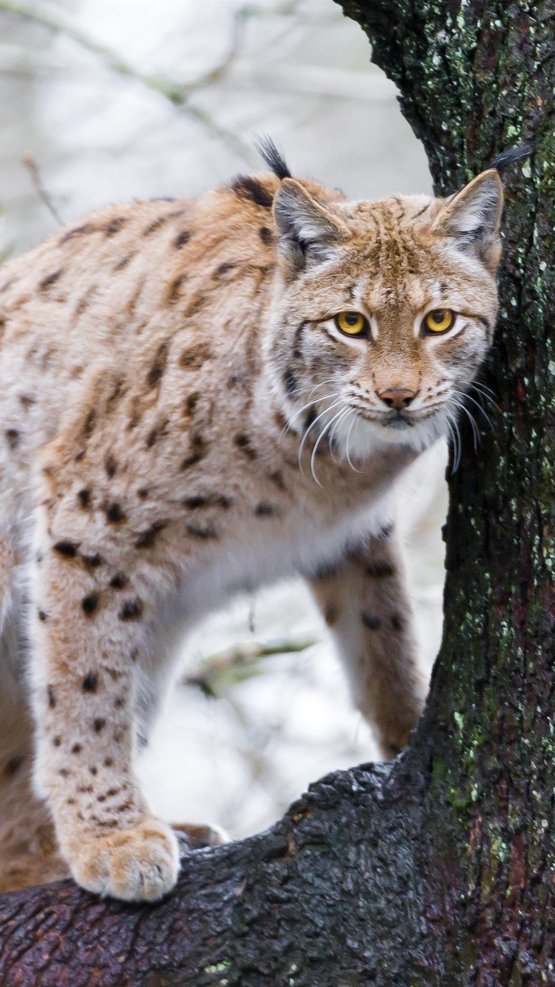 Lynx iPhone Wallpapers - Top Free Lynx iPhone Backgrounds - WallpaperAccess