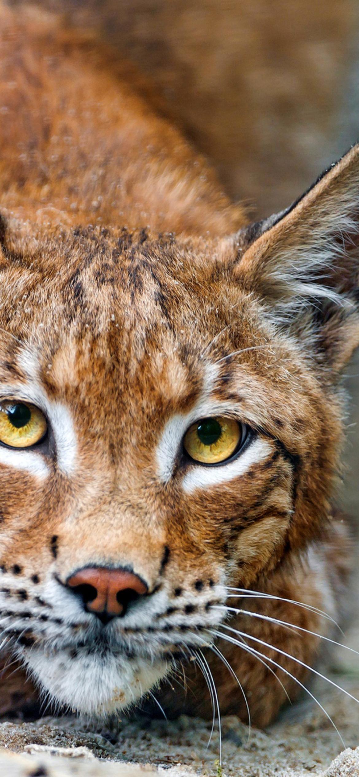 Lynx iPhone Wallpapers - Top Free Lynx iPhone Backgrounds - WallpaperAccess