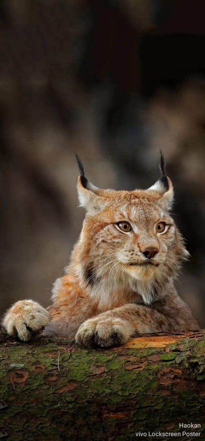 Lynx iPhone Wallpapers - Top Free Lynx iPhone Backgrounds - WallpaperAccess
