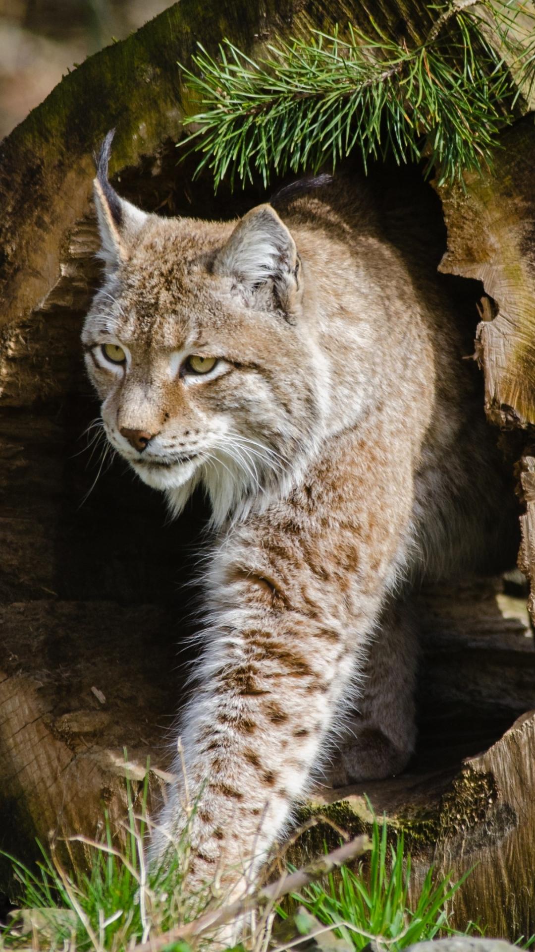 Lynx iPhone Wallpapers - Top Free Lynx iPhone Backgrounds - WallpaperAccess