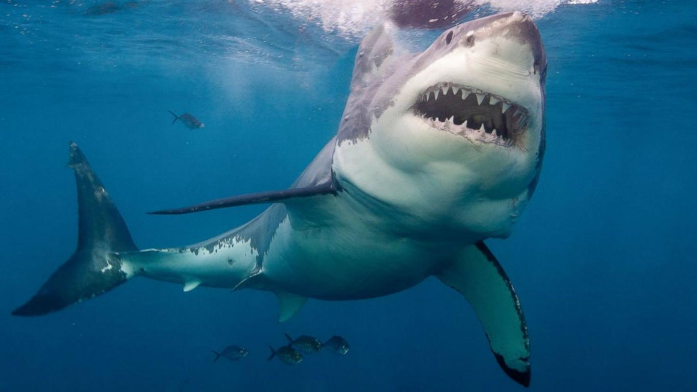 Shark Aesthetic Wallpapers - Top Free Shark Aesthetic Backgrounds ...