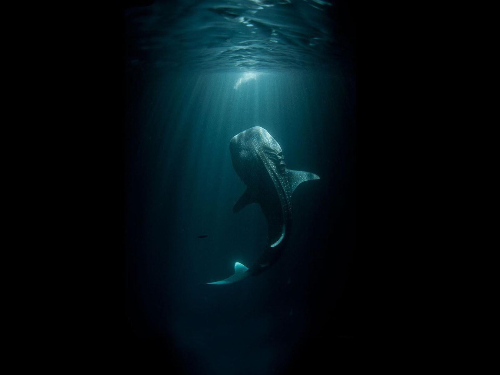 Shark Aesthetic Wallpapers - Top Free Shark Aesthetic Backgrounds ...