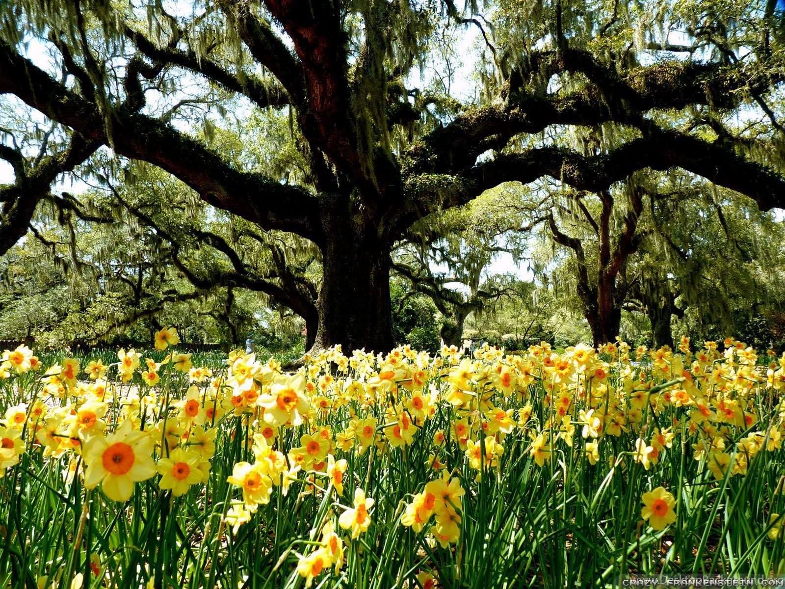 Spring Awakening Wallpapers - Top Free Spring Awakening Backgrounds ...