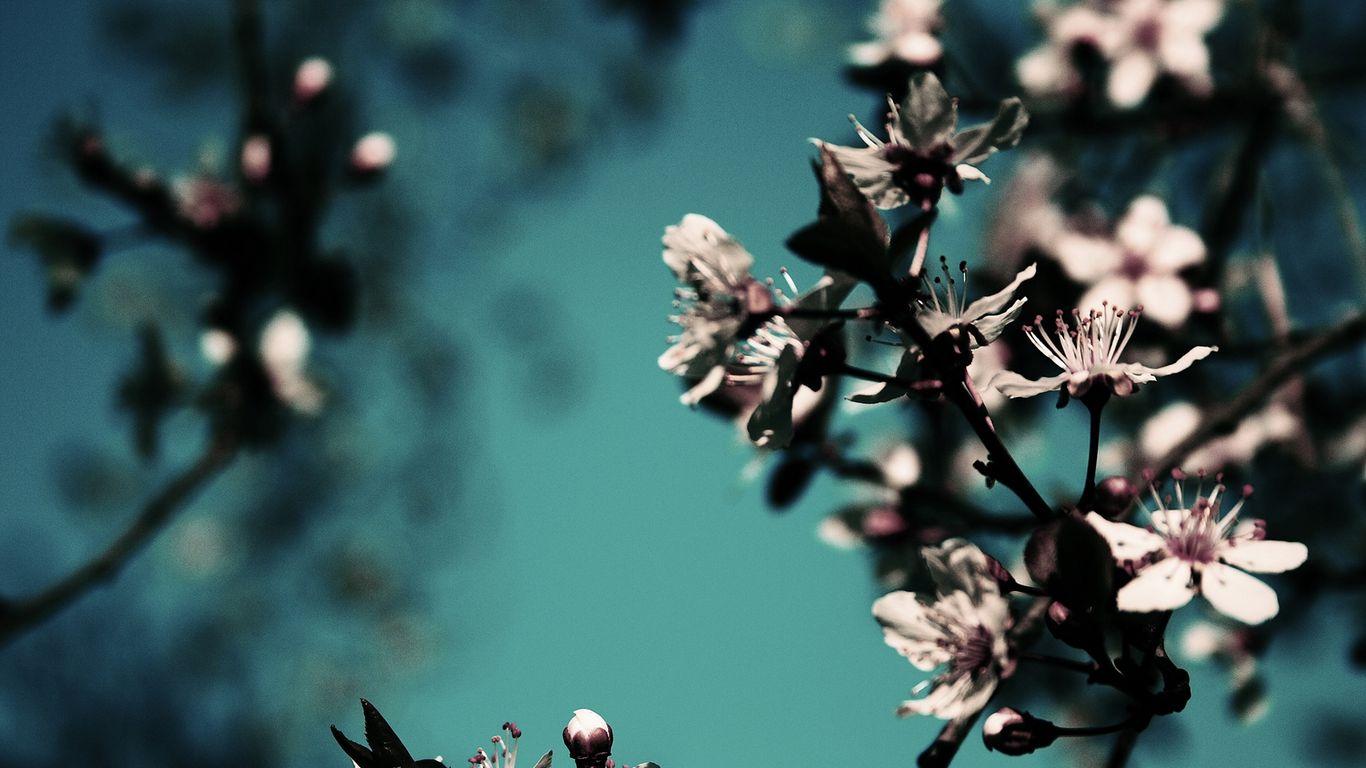 Spring Awakening Wallpapers - Top Free Spring Awakening Backgrounds ...