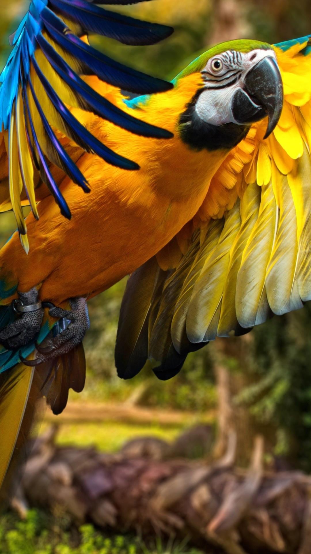 Colorful Wings Wallpapers - Top Free Colorful Wings Backgrounds ...