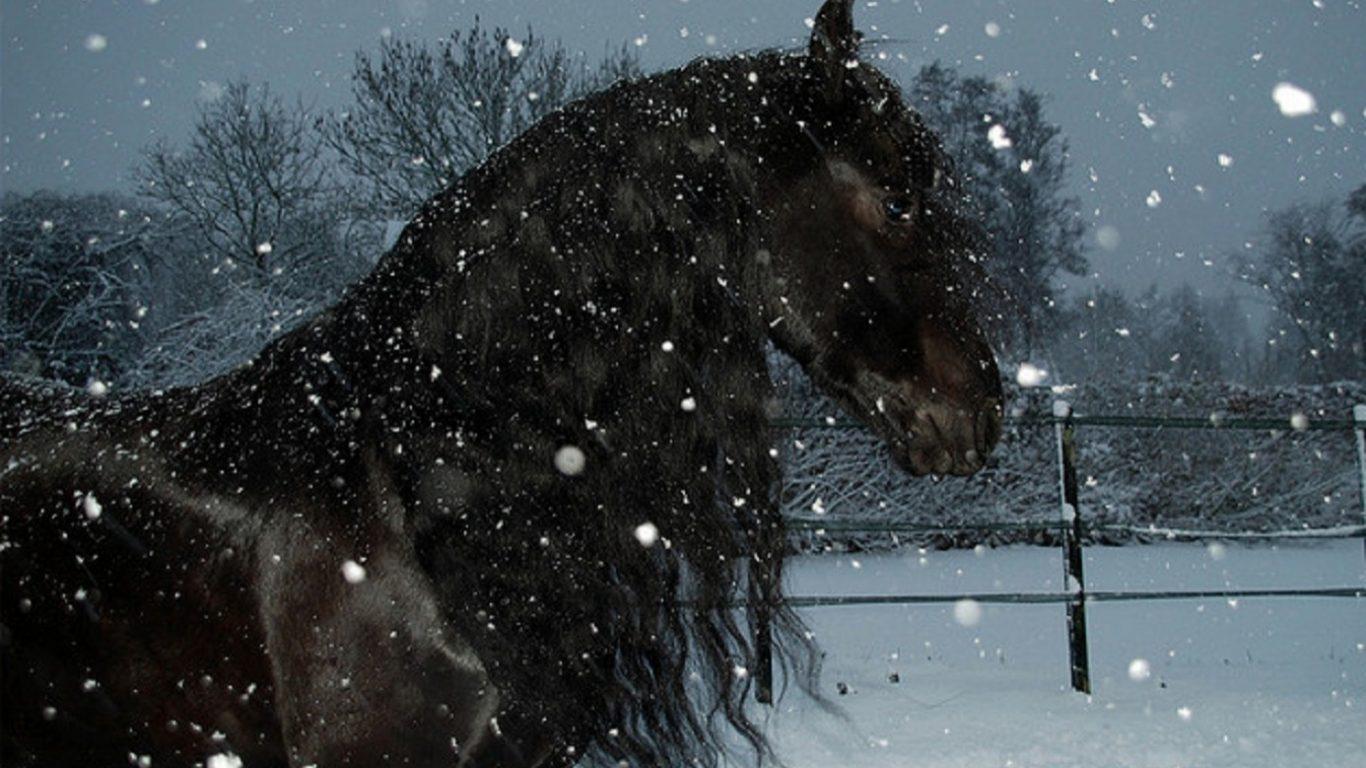 Horse Snow Wallpapers - Top Free Horse Snow Backgrounds - WallpaperAccess