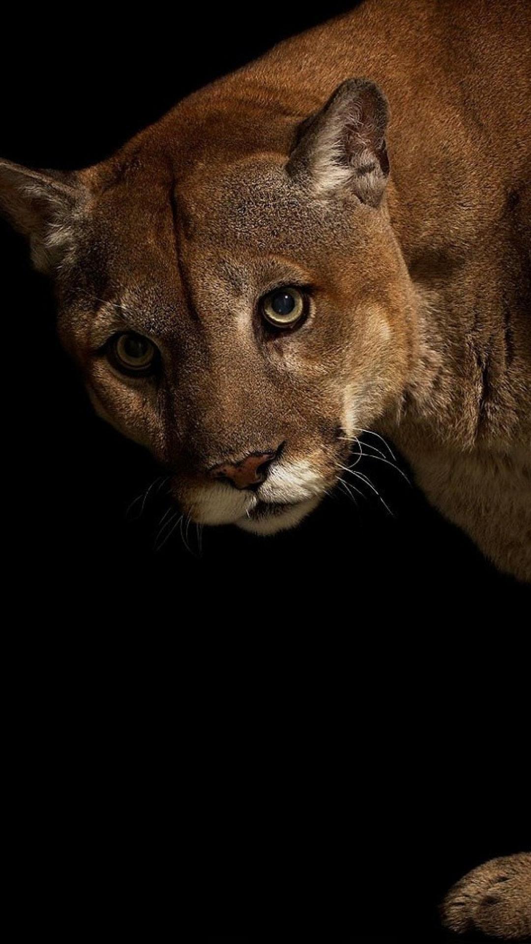 Puma Phone Wallpapers - Top Free Puma Phone Backgrounds - WallpaperAccess