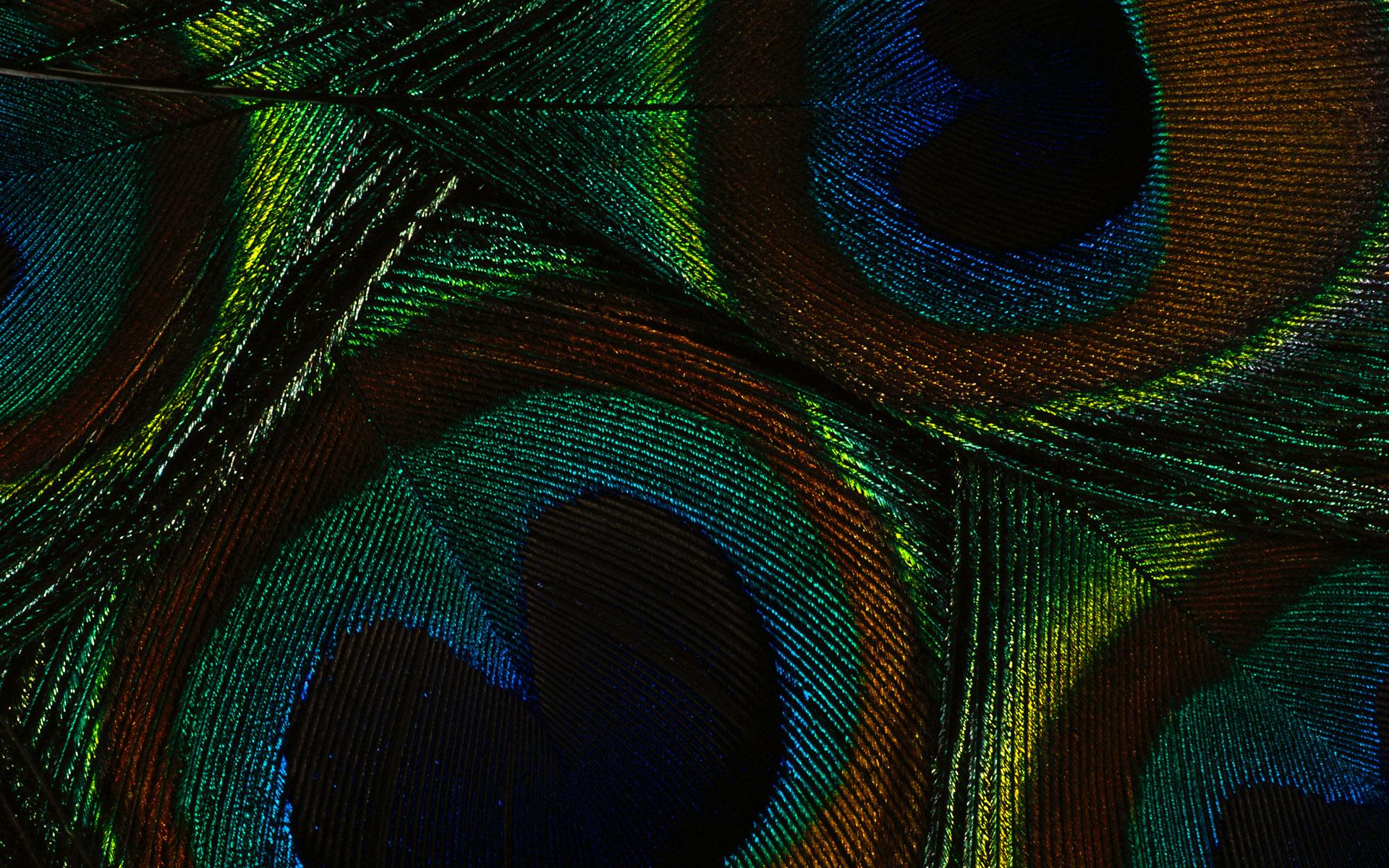 Colorful Feather Wallpapers - Top Free Colorful Feather Backgrounds ...