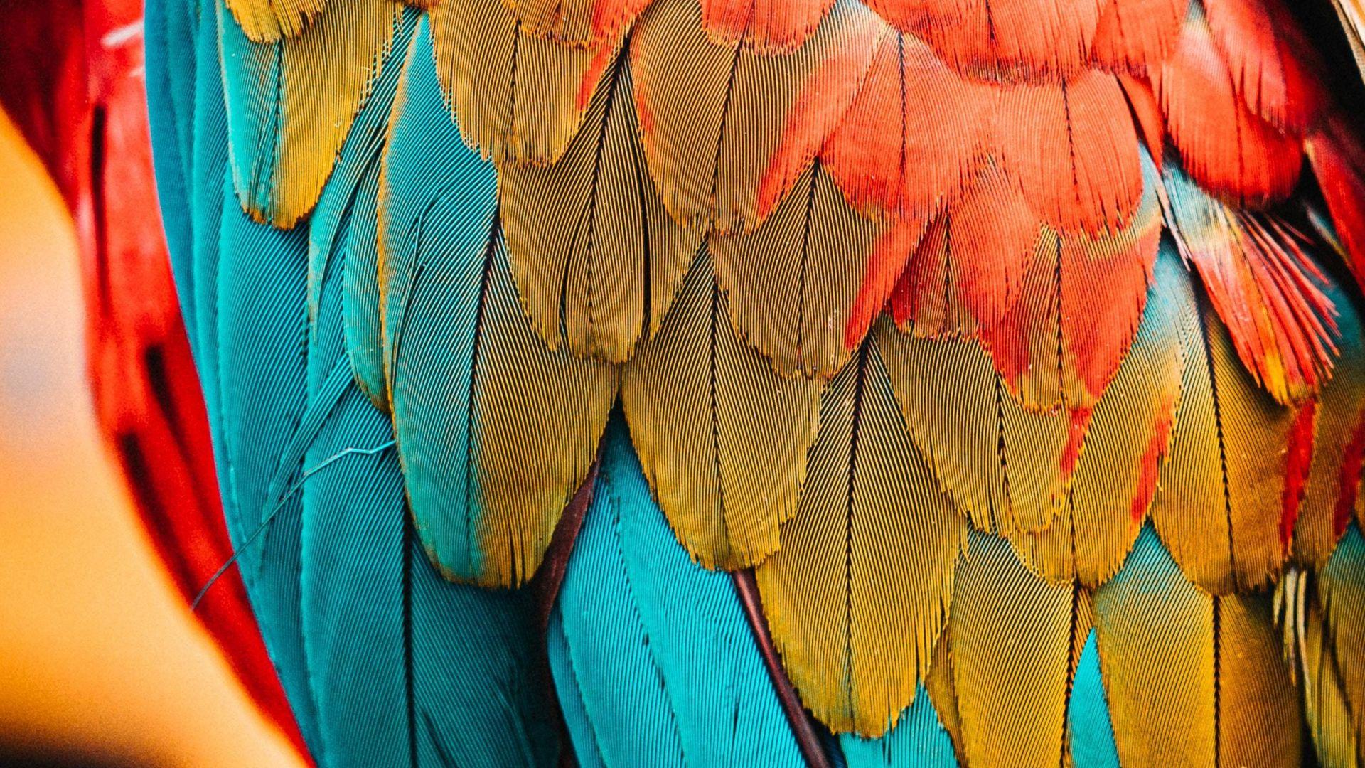 Colorful Feather Wallpapers - Top Free Colorful Feather Backgrounds ...