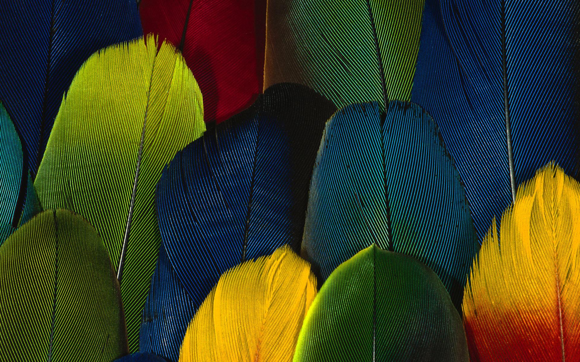 Colorful Feather Wallpapers - Top Free Colorful Feather Backgrounds ...