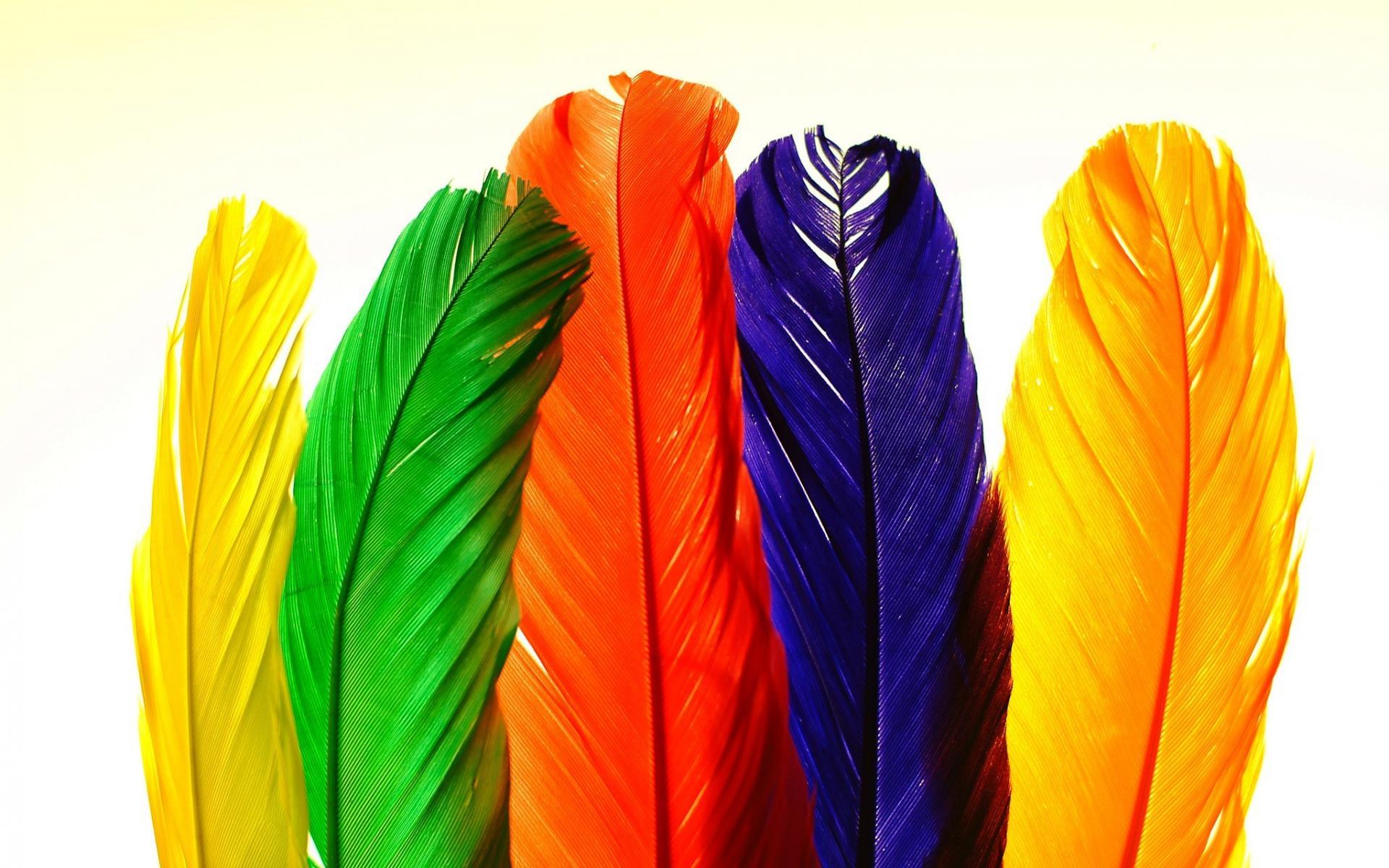 Colorful Feather Wallpapers - Top Free Colorful Feather Backgrounds ...
